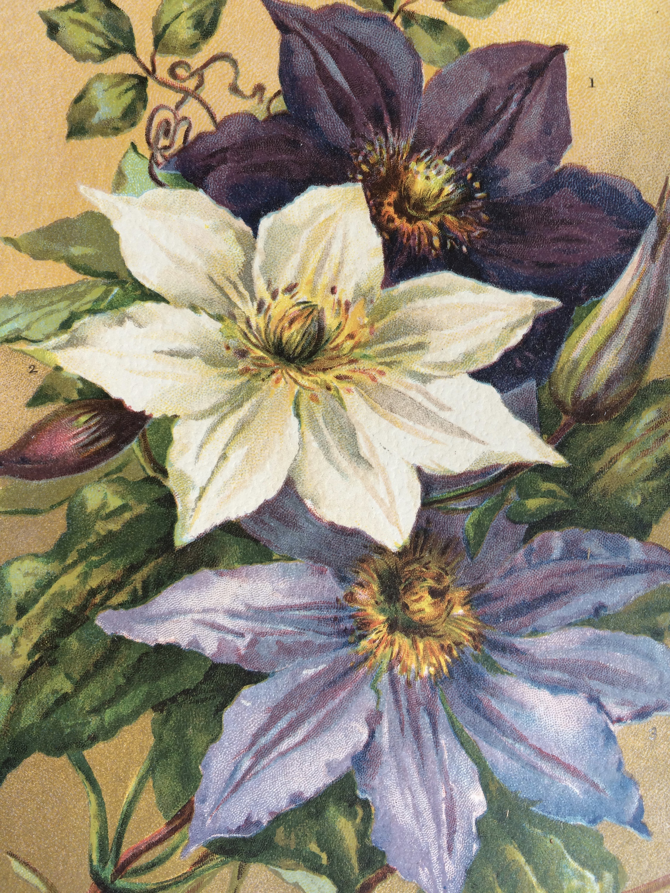 1898 Beautiful Large Antique Flower Print - Clematis - matted and ready ...