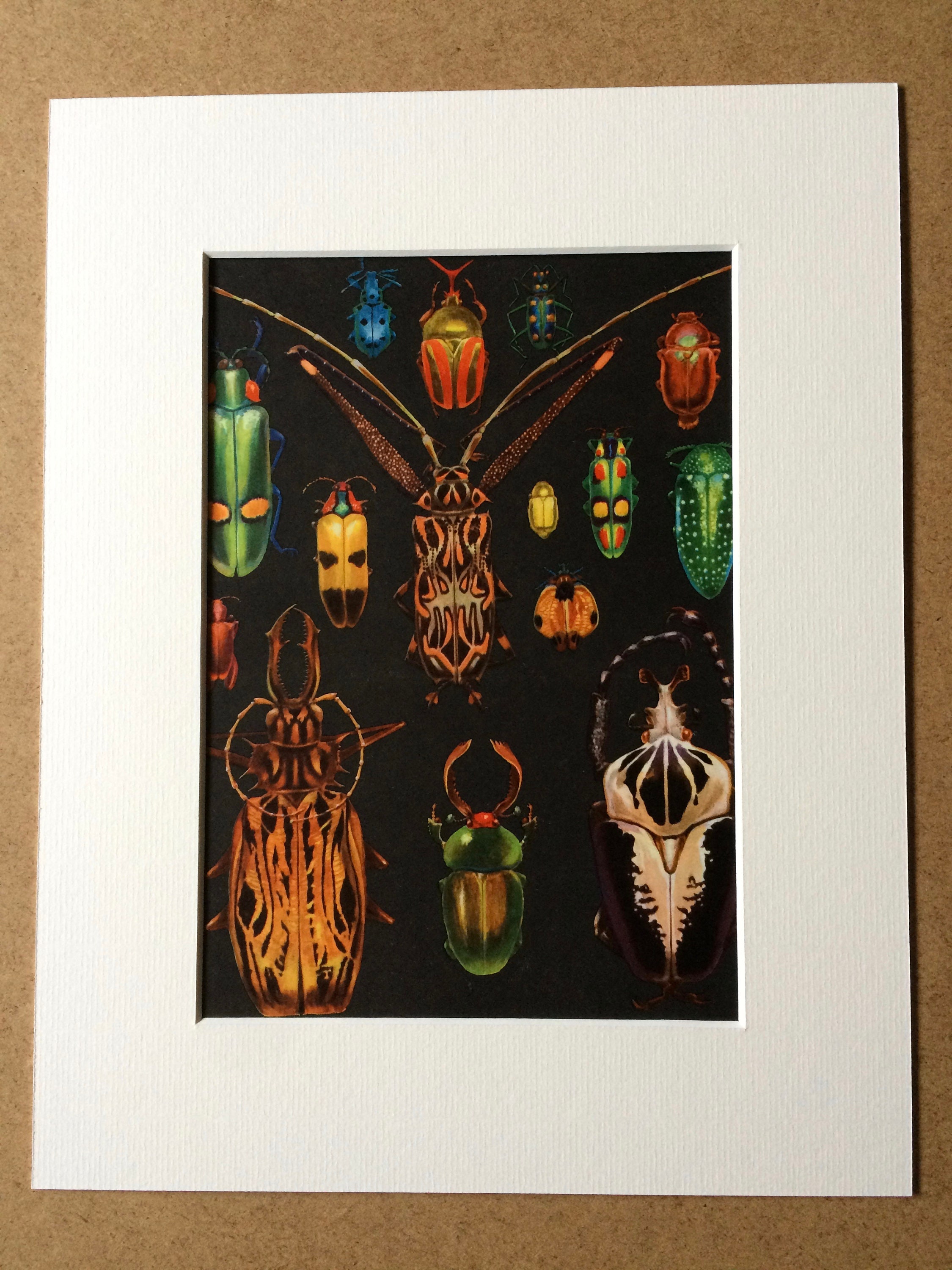 1968 Colourful Vintage Insect Print - Entomology - Beetle - Bug ...