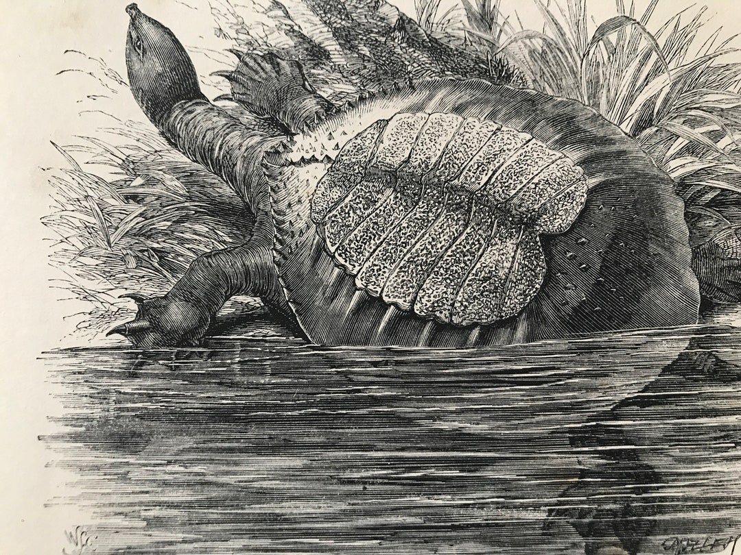 1863 Snapping Turtle Original Antique Print - Reptile - Natural History ...