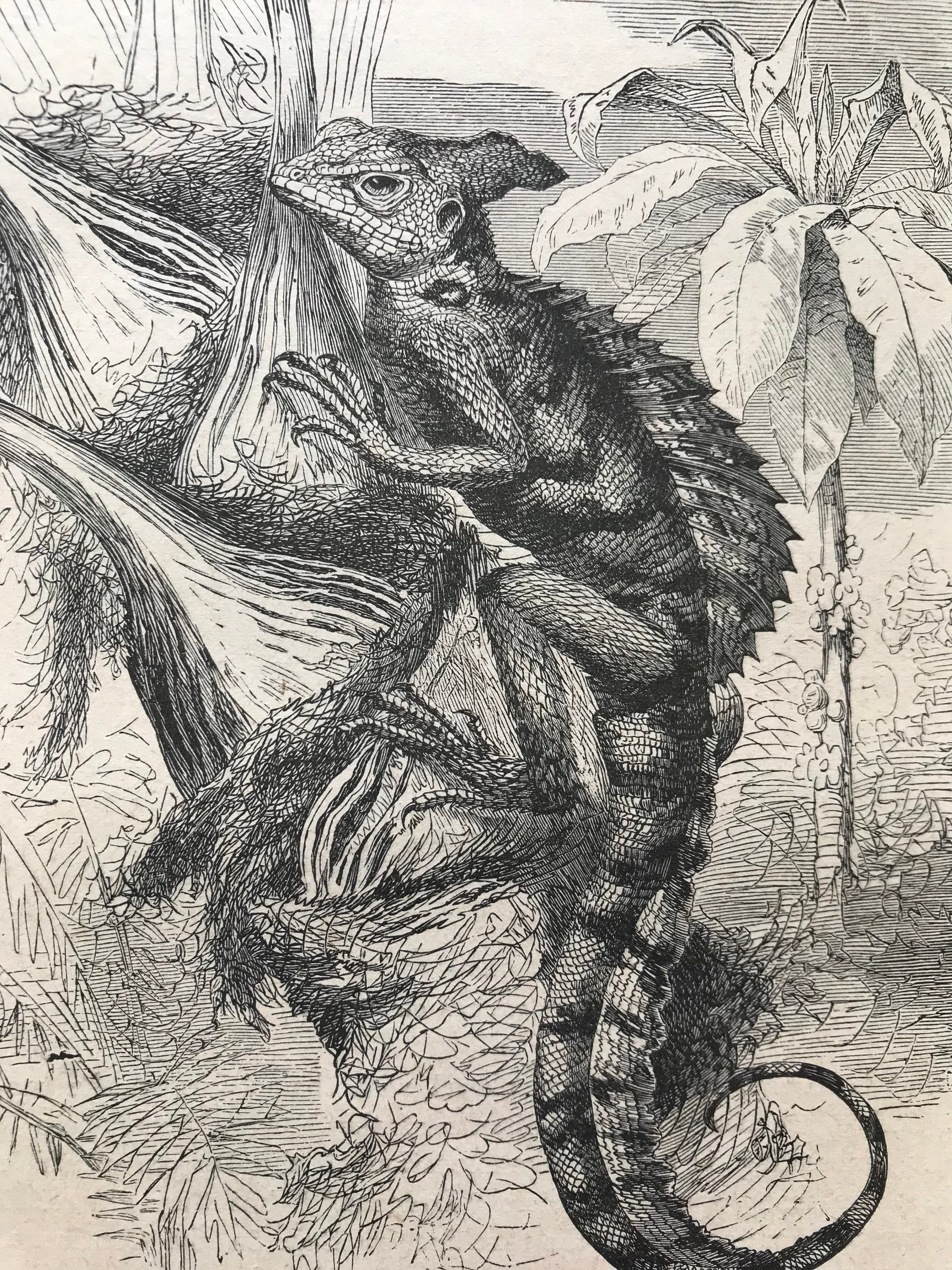 1896 Basilisk Original Antique Print Natural History | Etsy