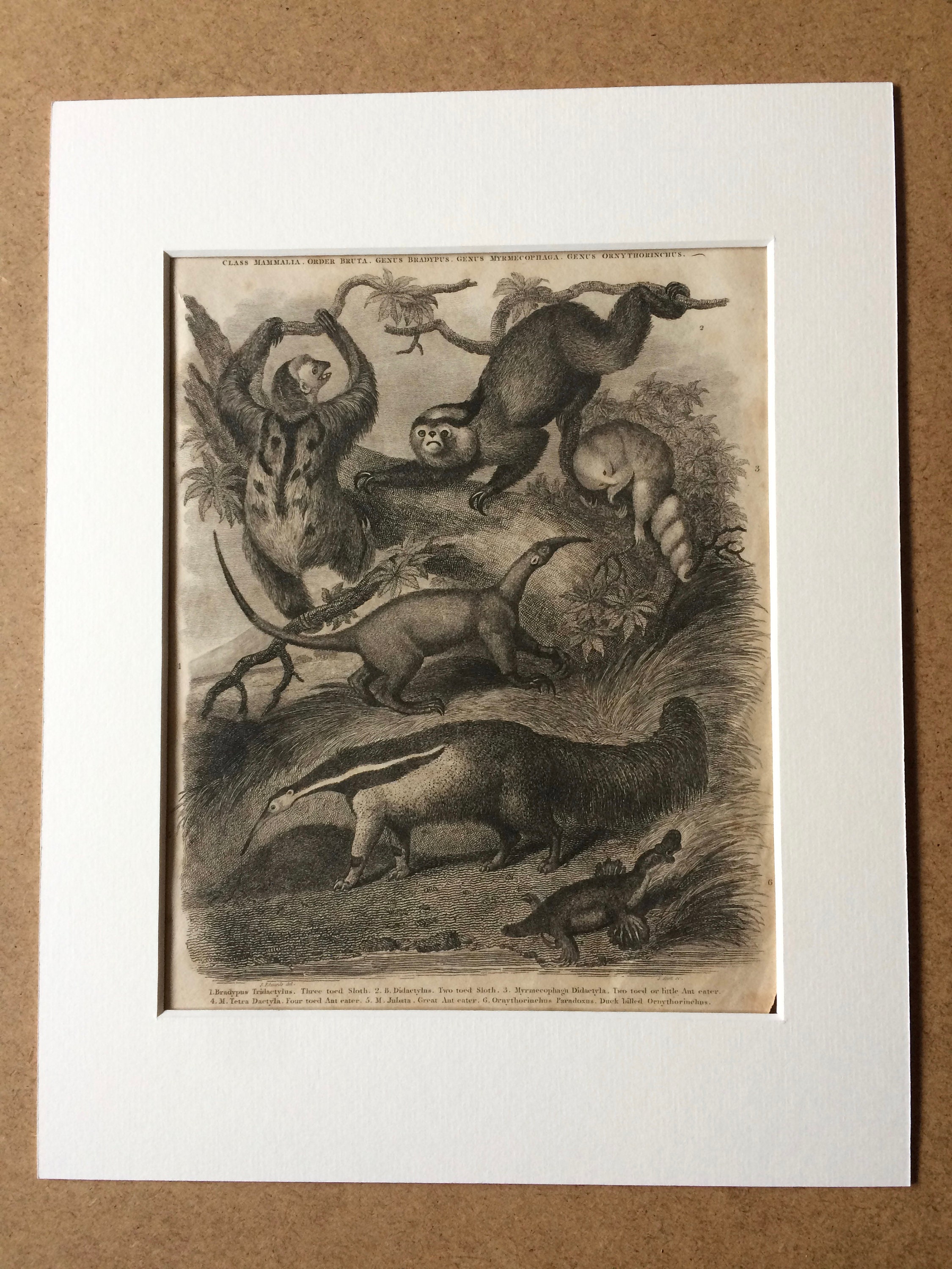 1819 Sloth, Anteater and Duck Billed Platypus Original Antique ...