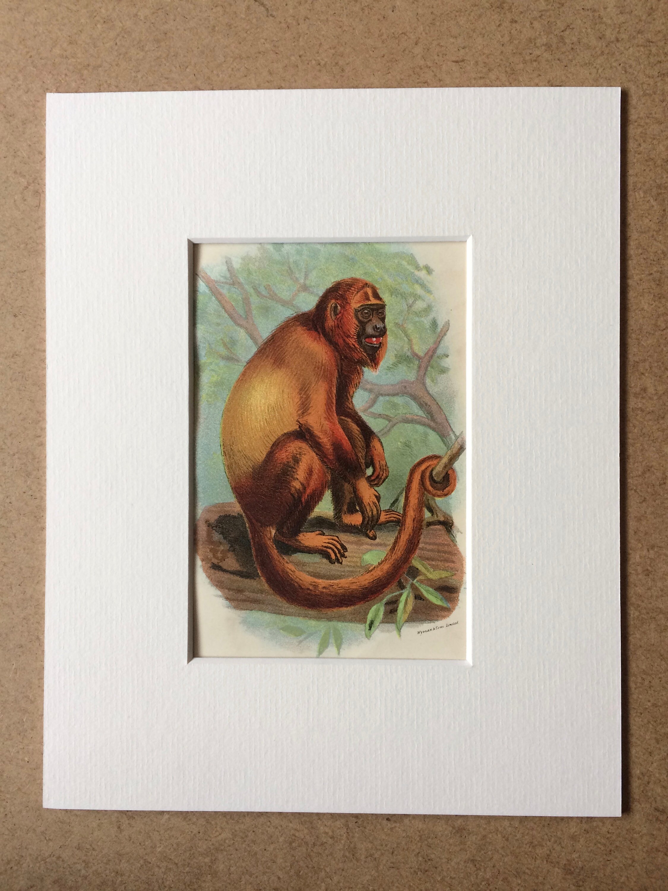 1896 Red Howler Monkey Original Antique Chromolithograph - Wildlife ...