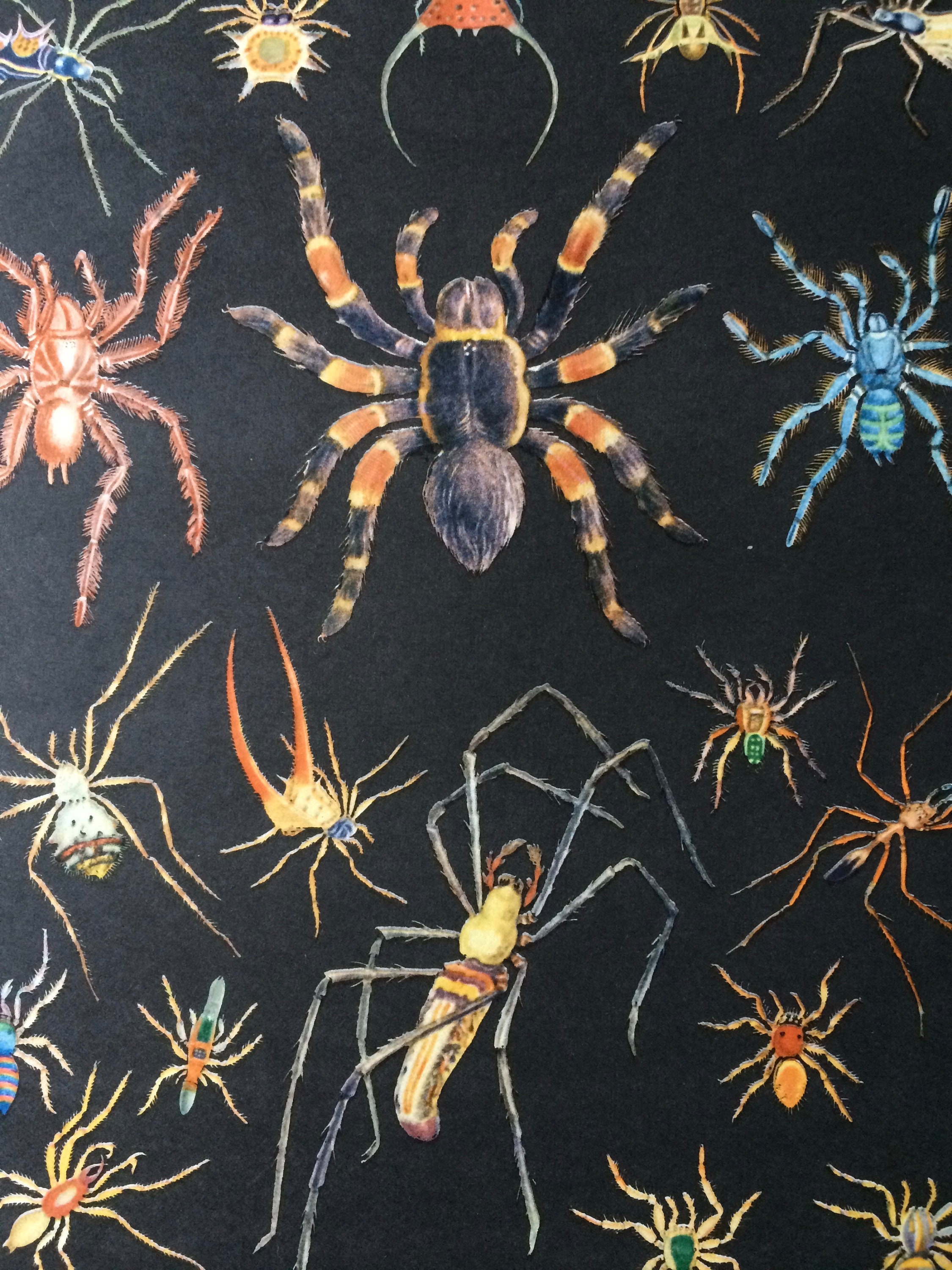 1968 Vintage Spider Print - Arachnida - Insect - Available Framed - 14 ...