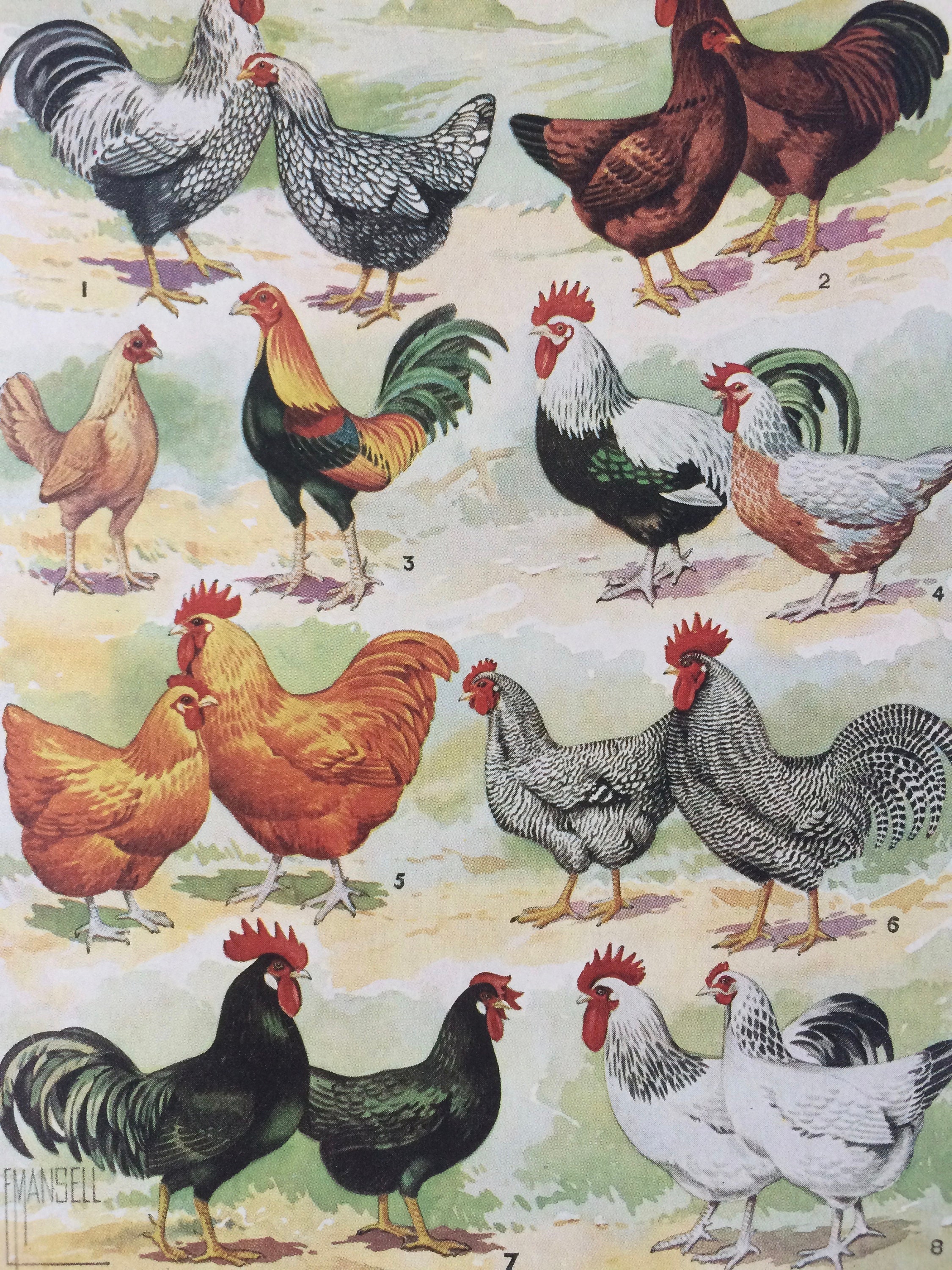 1940s Poultry Breeds Original Vintage Print - Mounted and Matted ...
