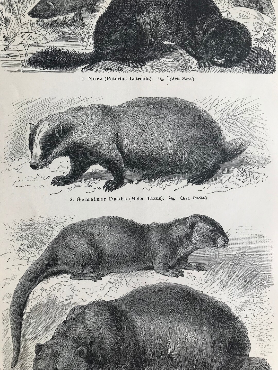 1897 Weasel, Badger, Otter and Wolverine Original Antique Print Mounted ...
