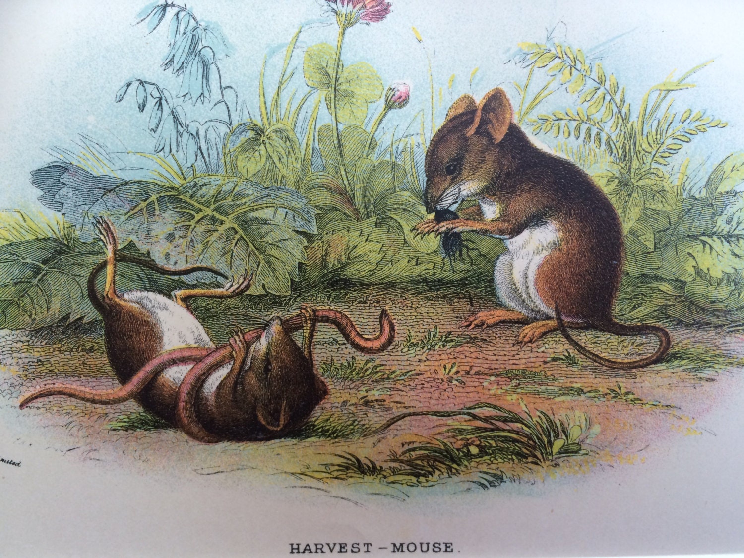 1896 Harvest Mouse Antique Print, Mounted, Matted & Ready to Frame
