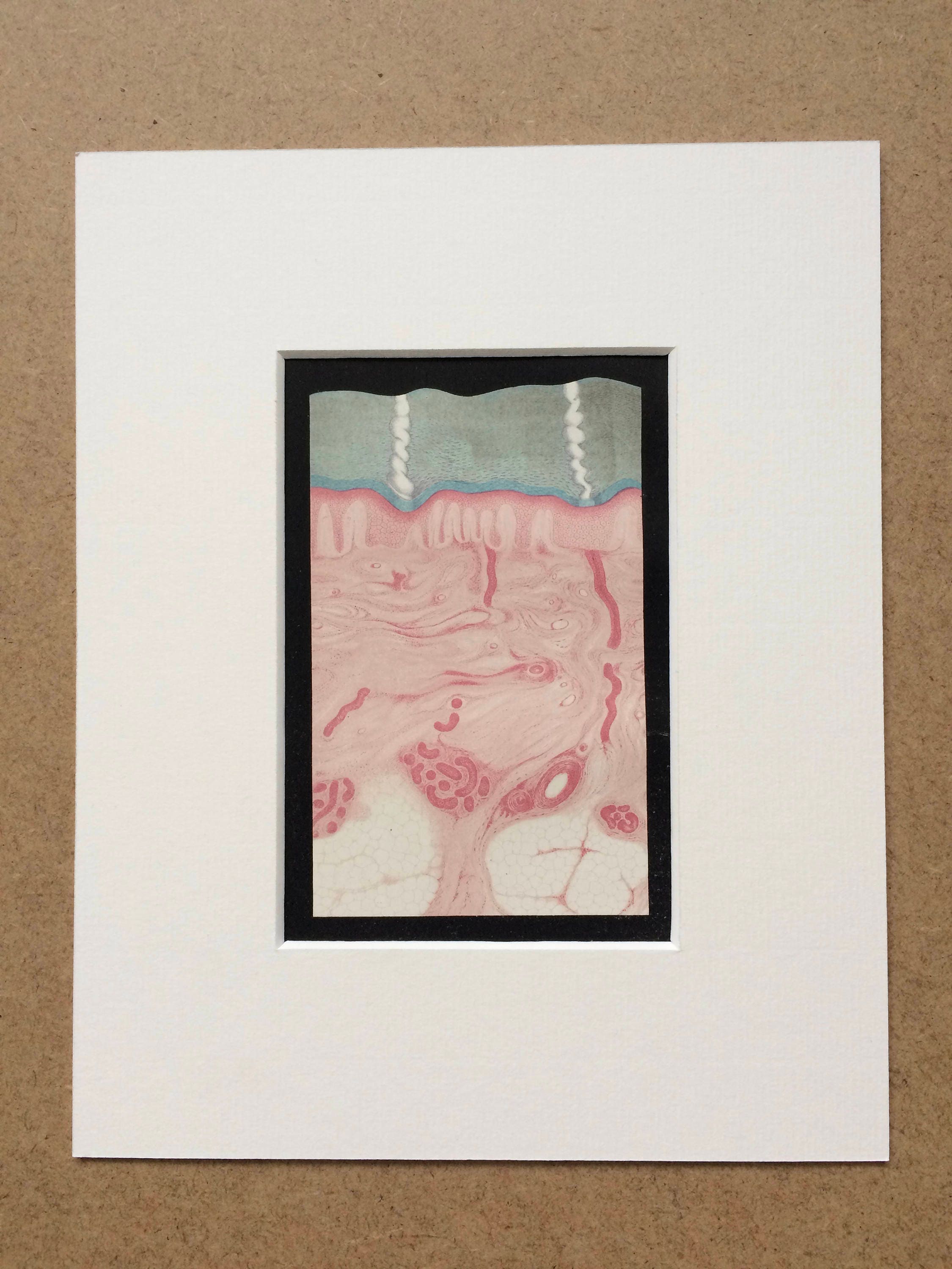 1906 Original Antique Lithograph - Anatomy - Scientific Decor - Science ...