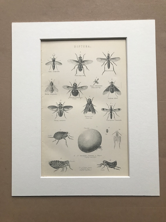 1891 Diptera Original Antique Print Insect Art Entomology - Etsy