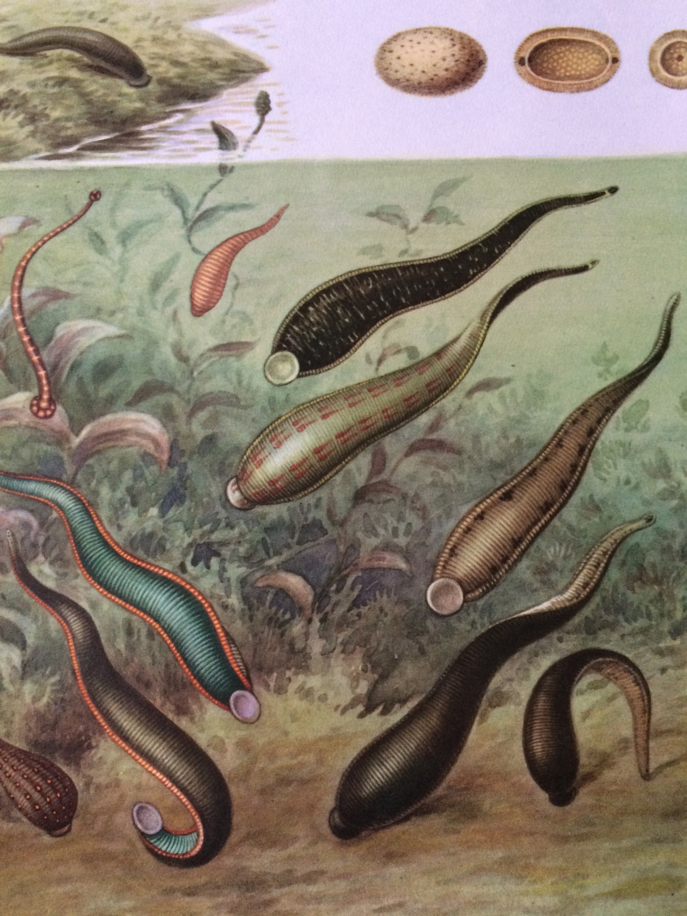 1968 Colourful Vintage Leech Print - Available Framed - 14 x 11 inches ...