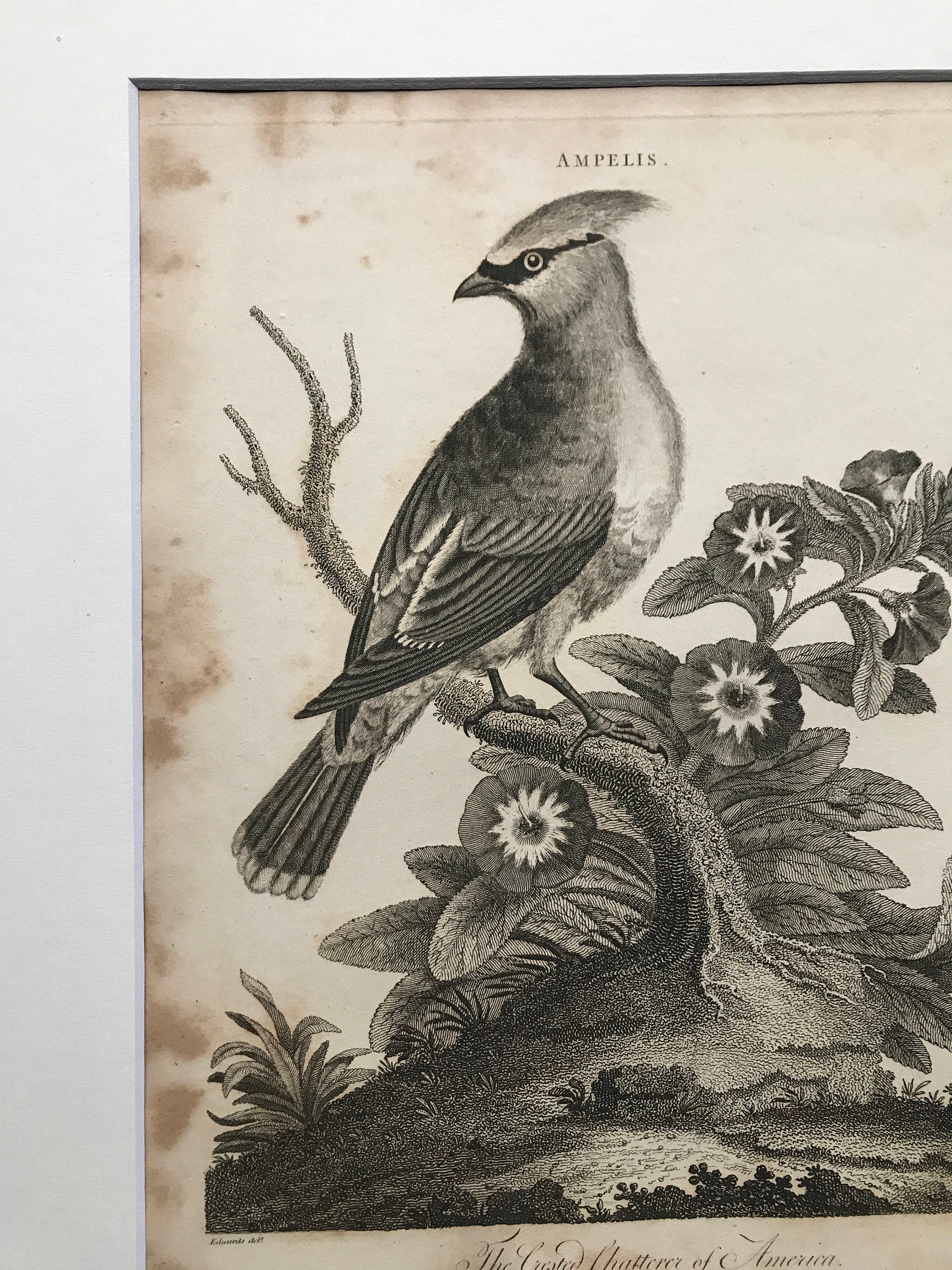 1810 The Crested Chatterer of America Original Antique Copperplate ...