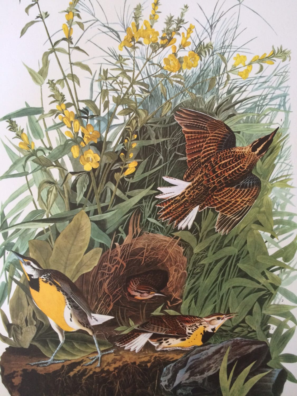 MEADOW LARK Large Original Vintage 1964 Audubon Print, 14 x 17 inches ...