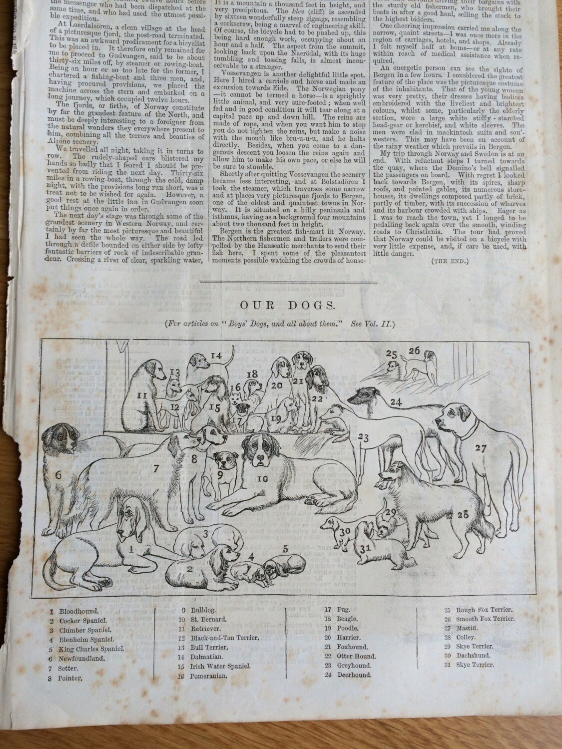 1883 DOGS Original Antique print - Canine Breeds - Vintage Wall Decor