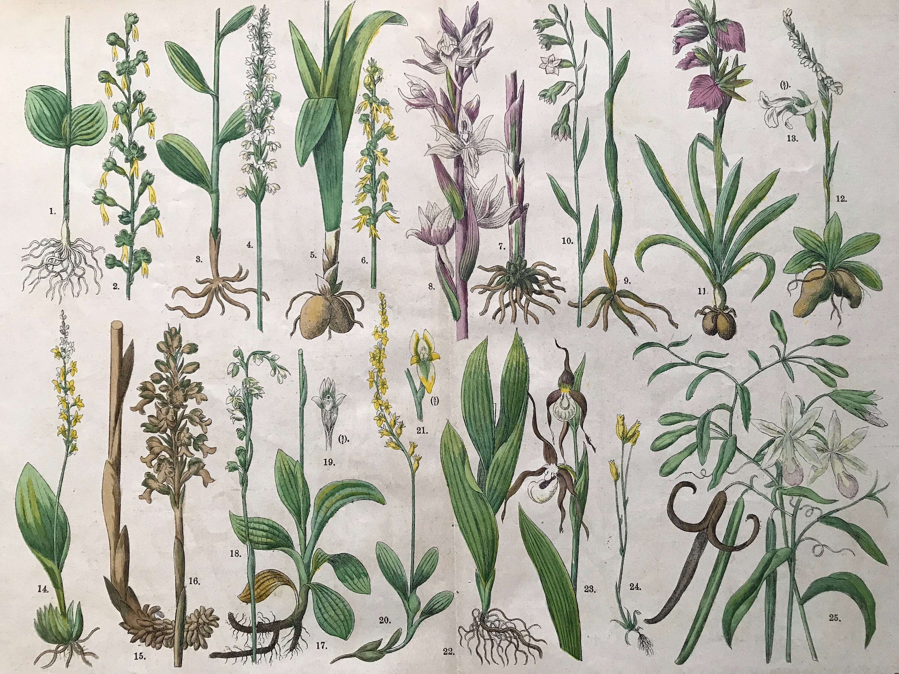 1880 Large Original Antique Botanical Lithograph - Botanical Print ...