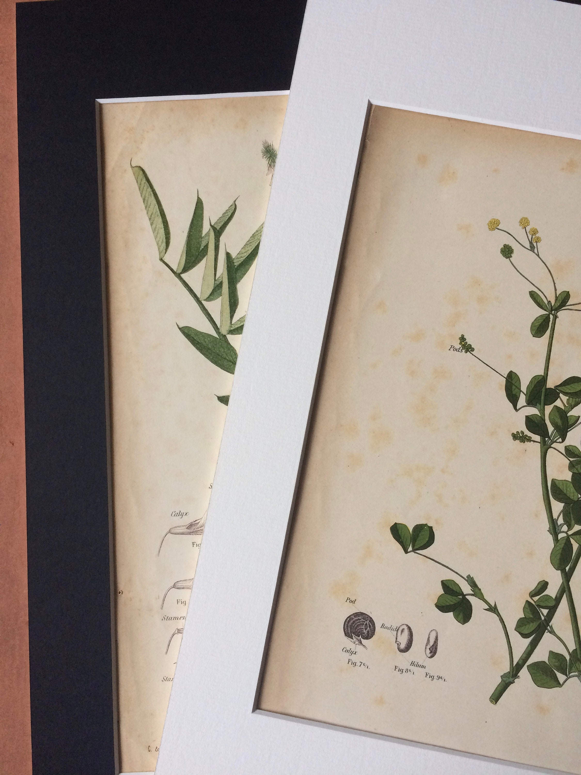 1867 Neocomian and Cretaceous Fossils Original Antique Encyclopaedia ...