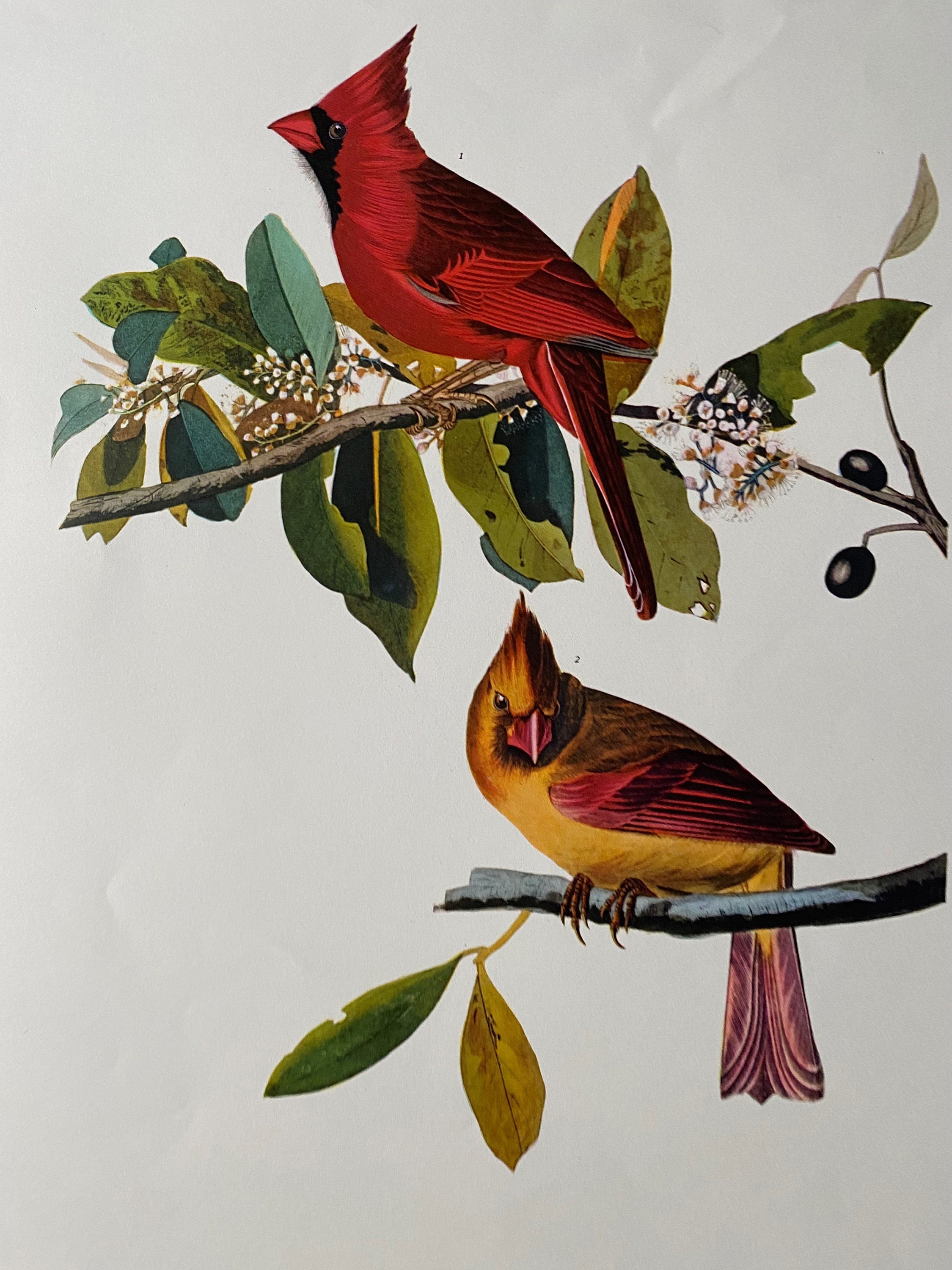 Vintage Cardinal Illustration