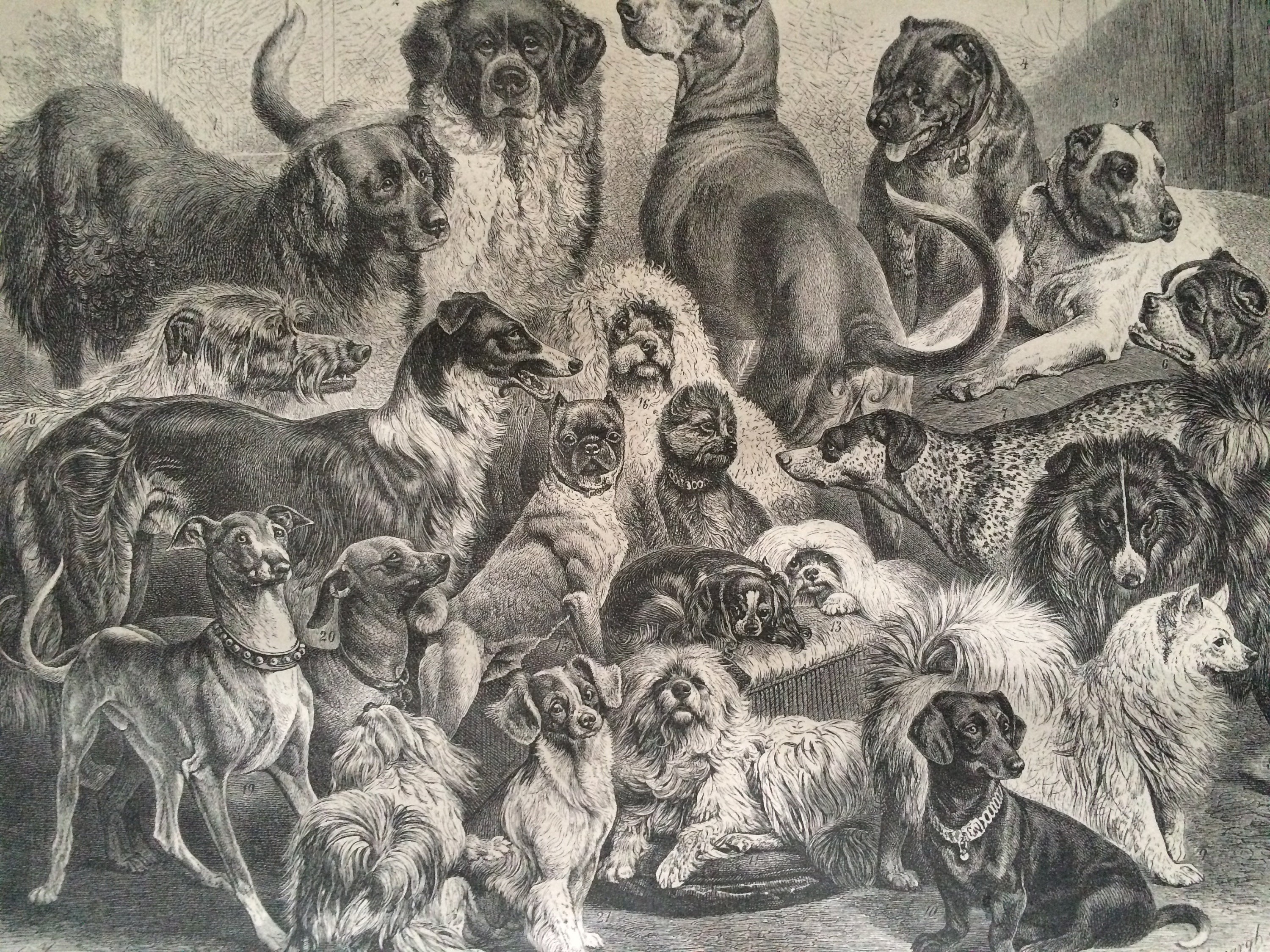 1876 Dog Breeds Large Original Antique print - Available Mounted and ...