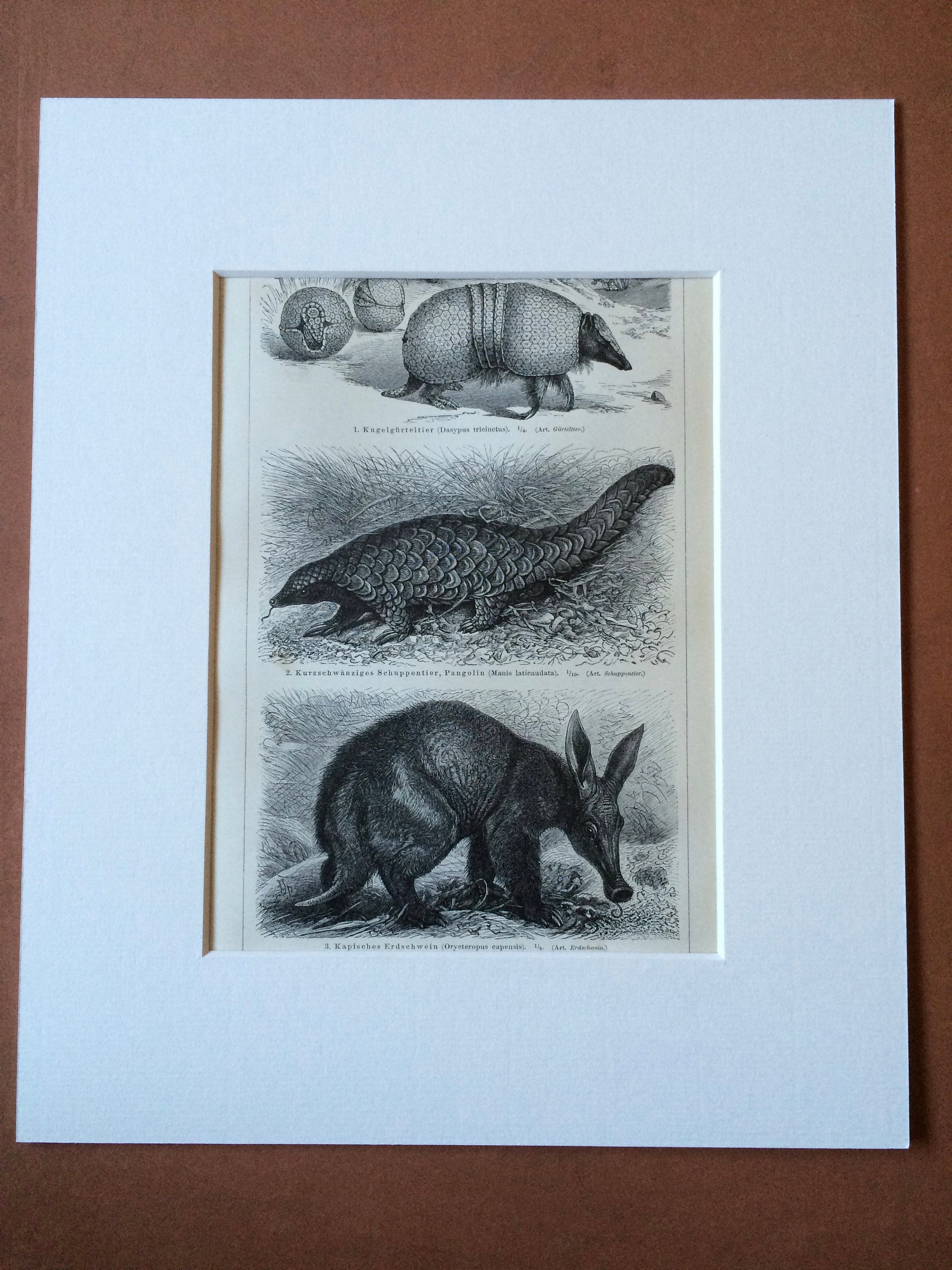 Armadillo And Aardvark