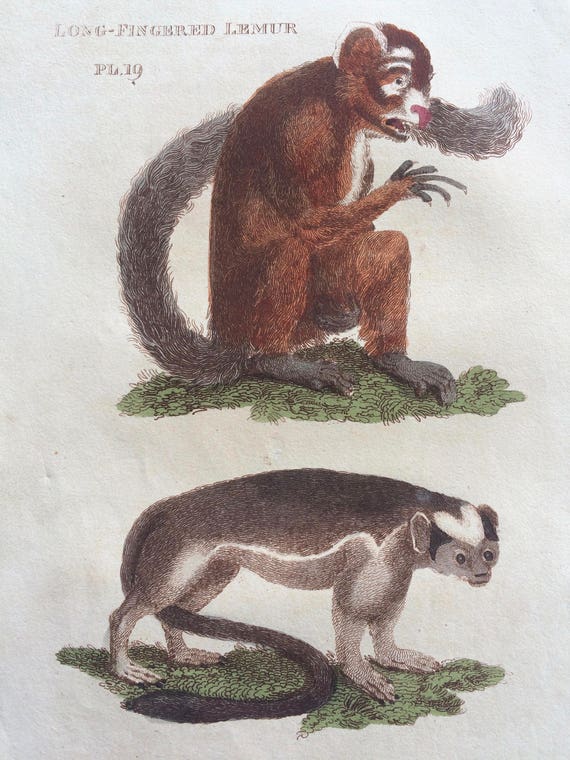 Etchings & Engravings Decorative Art Wildlife Zoology Primate 1811 ...