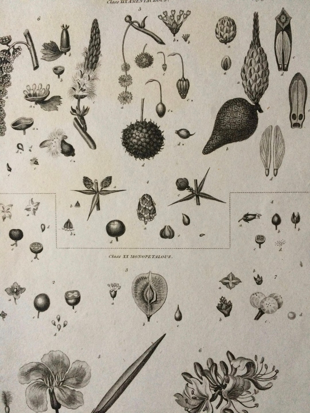 1819 Original Antique Botanical Engraving - Mounted and Matted ...
