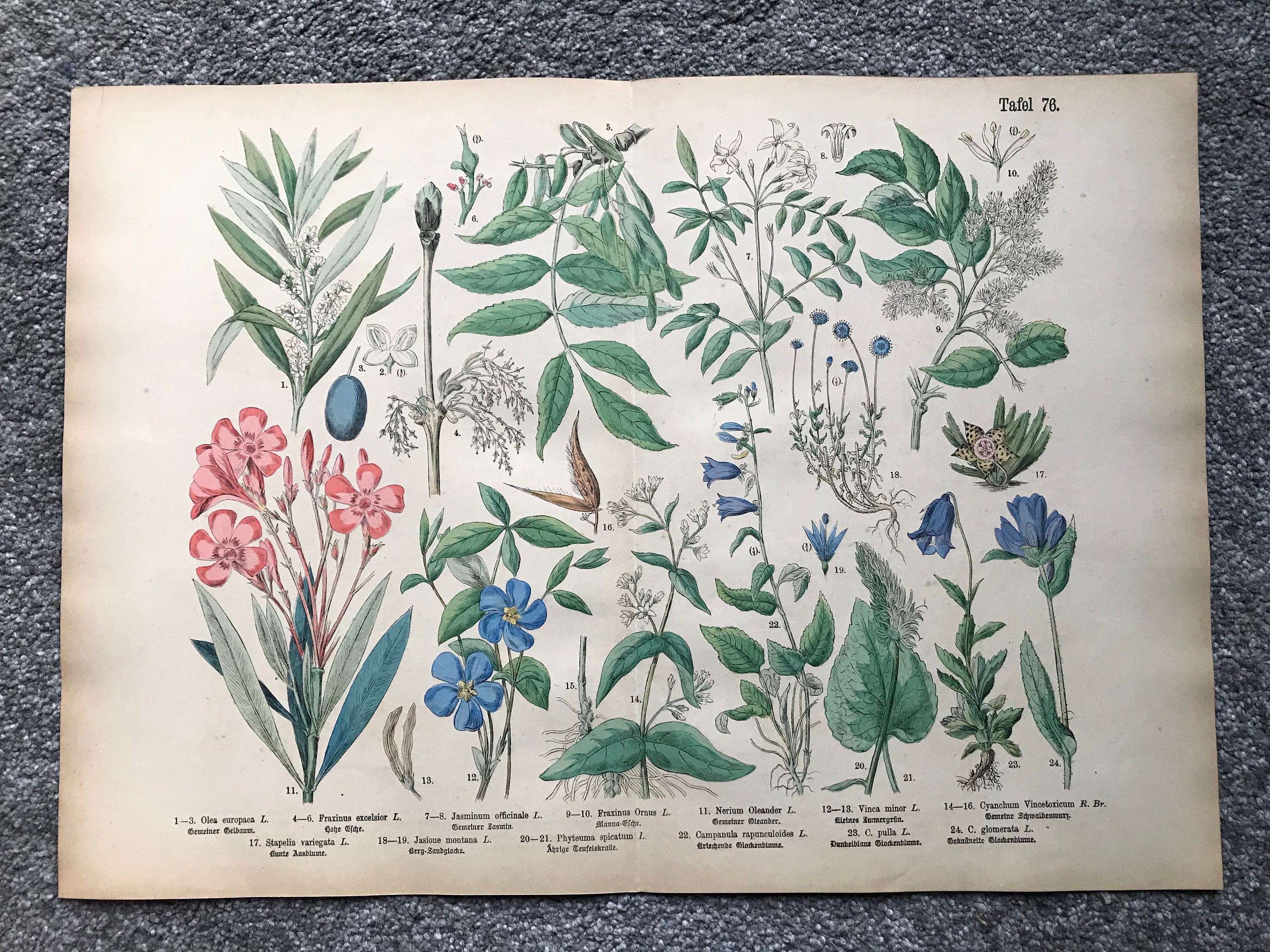 1880 Large Original Antique Botanical Lithograph - Botanical Print ...