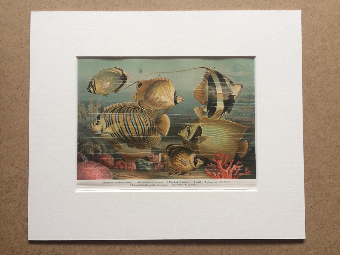 1897 Tropical Fish Original Antique Lithograph Mounted and - Etsy