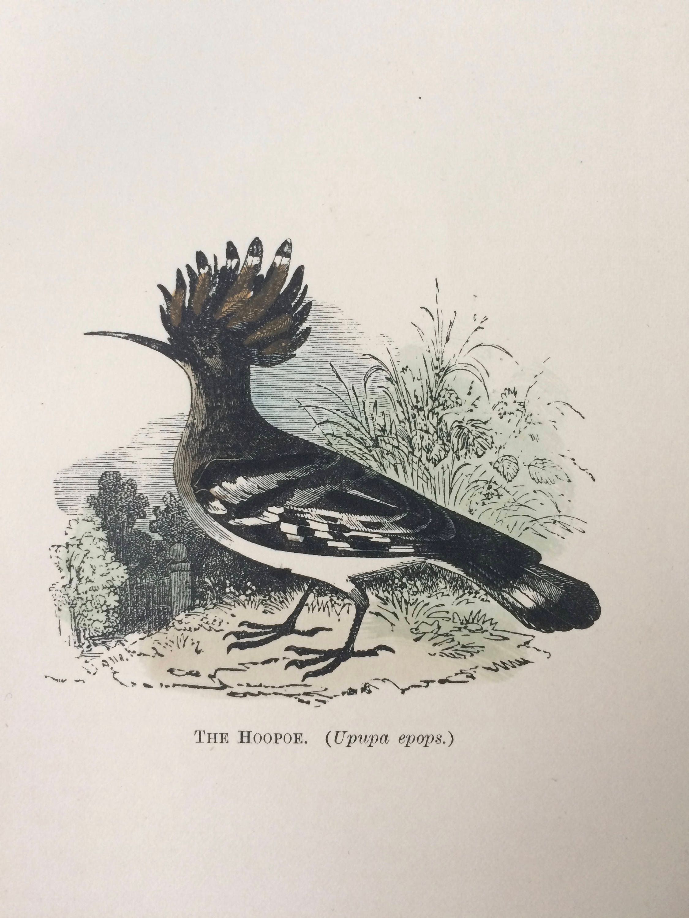 1907 The Hoopoe Original Antique Matted Hand-Coloured Engraving ...