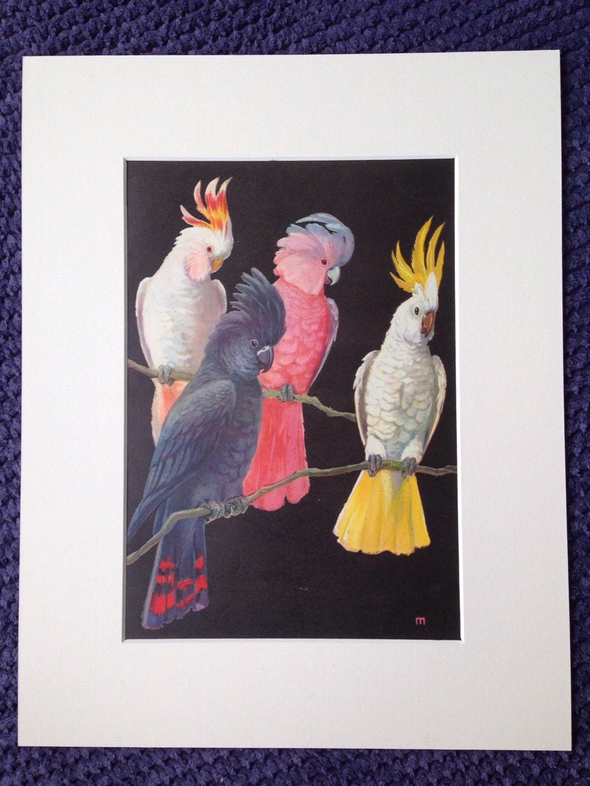 1968 Vintage Cockatoo Print - matted and ready to frame - 14 x 11 inches
