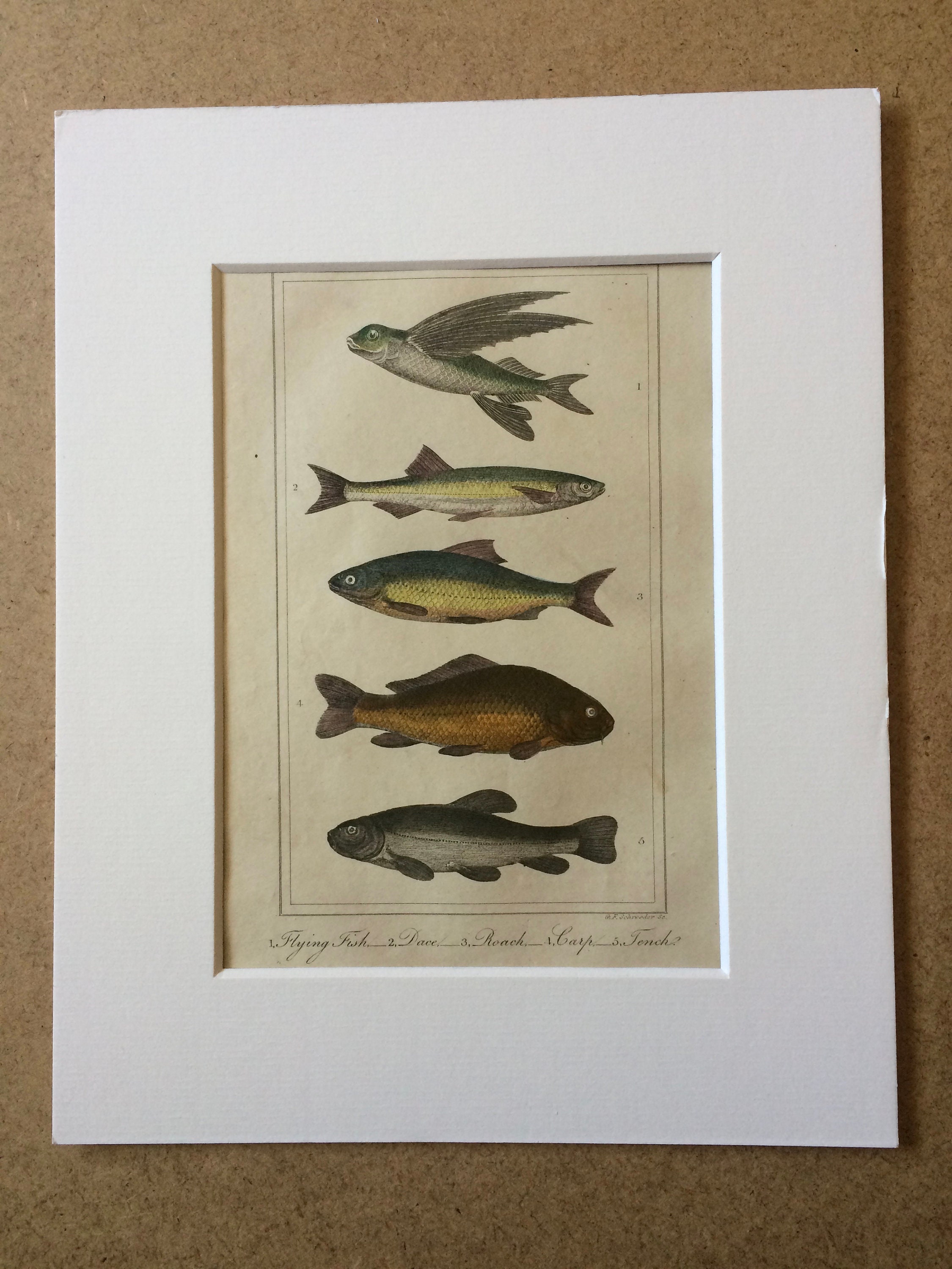 1821 Original Antique Hand-Coloured Engraving - Flying Fish, Dace ...