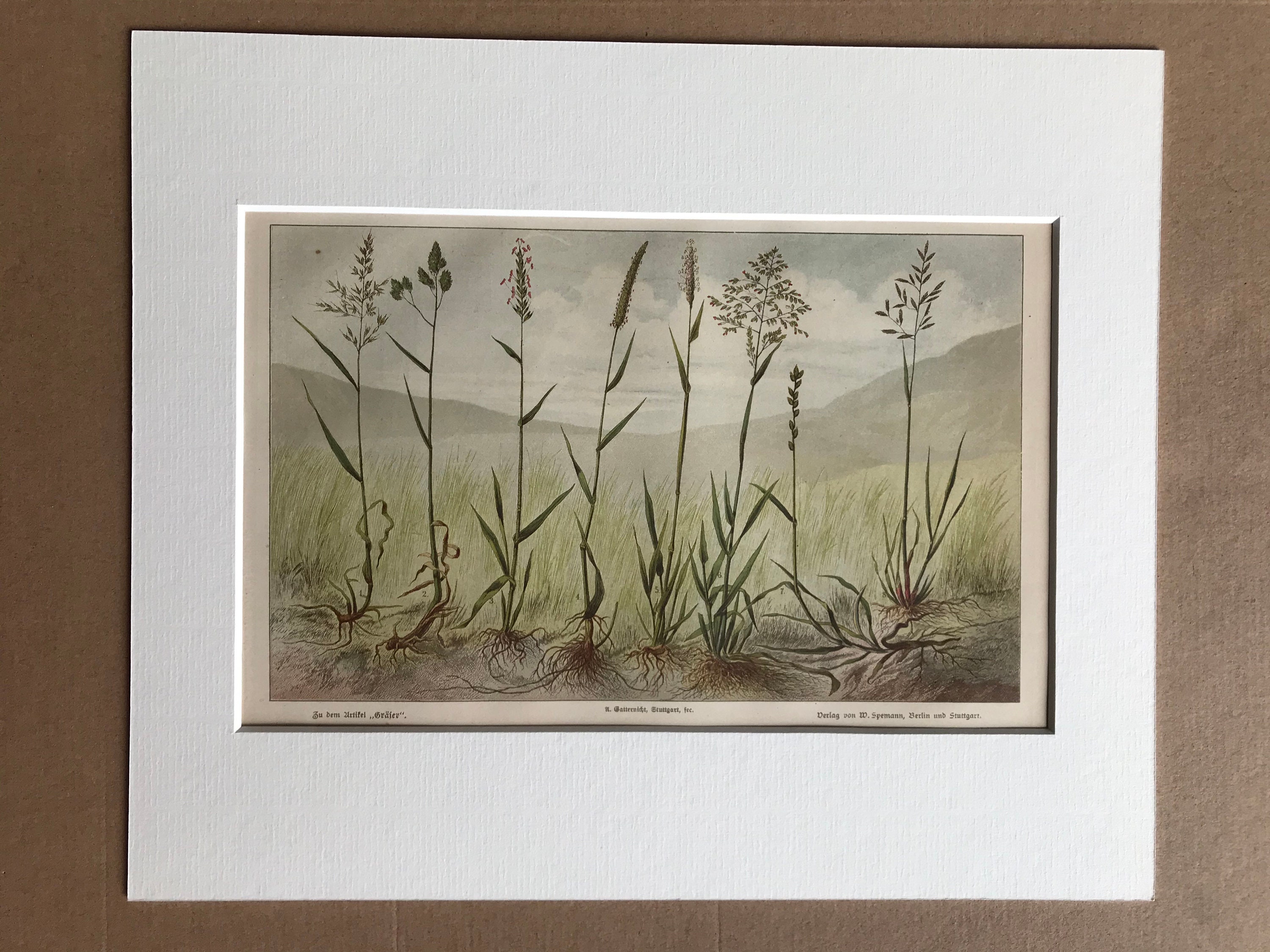 1888 Grass Types Original Antique Print - Botany - Botanical Art ...