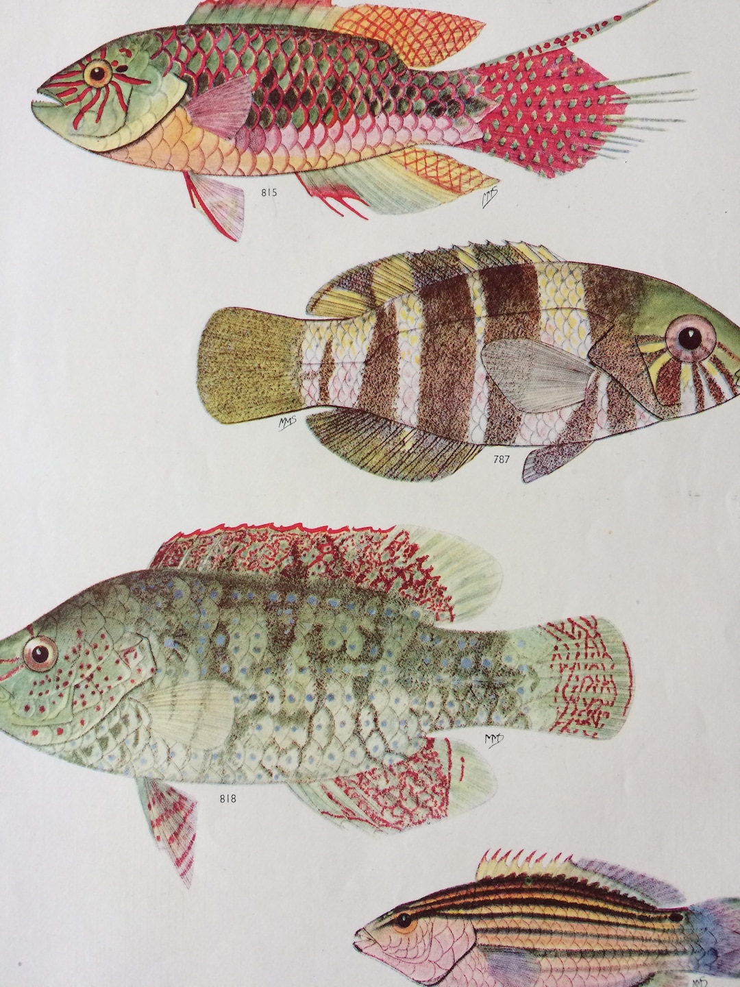 1950 Original Vintage Fish Print - Mounted and Matted - Available ...