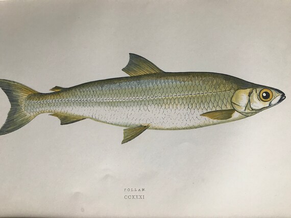 1877 Pollan Original Antique Print Fish Fishing Marine - Etsy