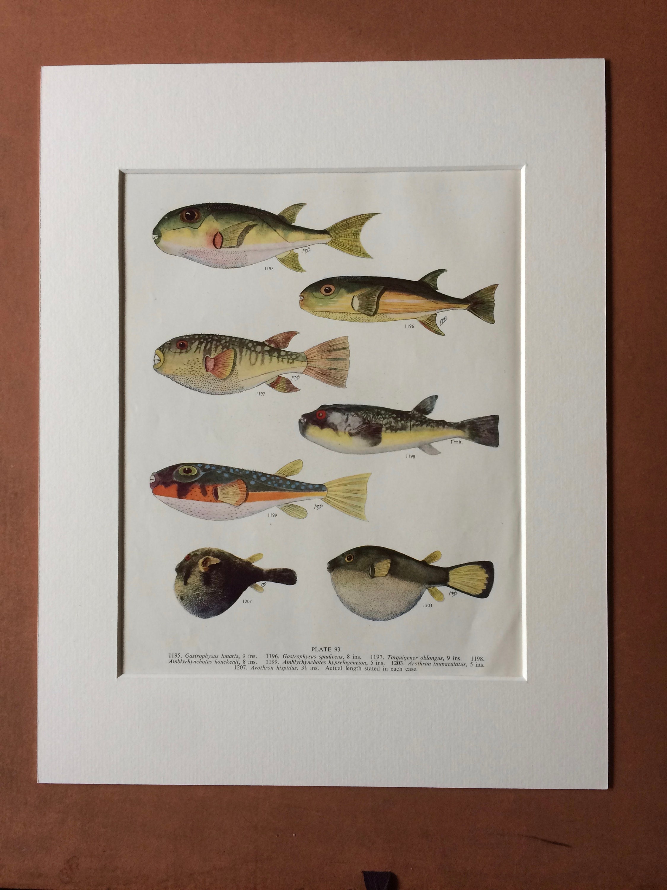 1950 Original Vintage Fish Print - Mounted and Matted - Available ...