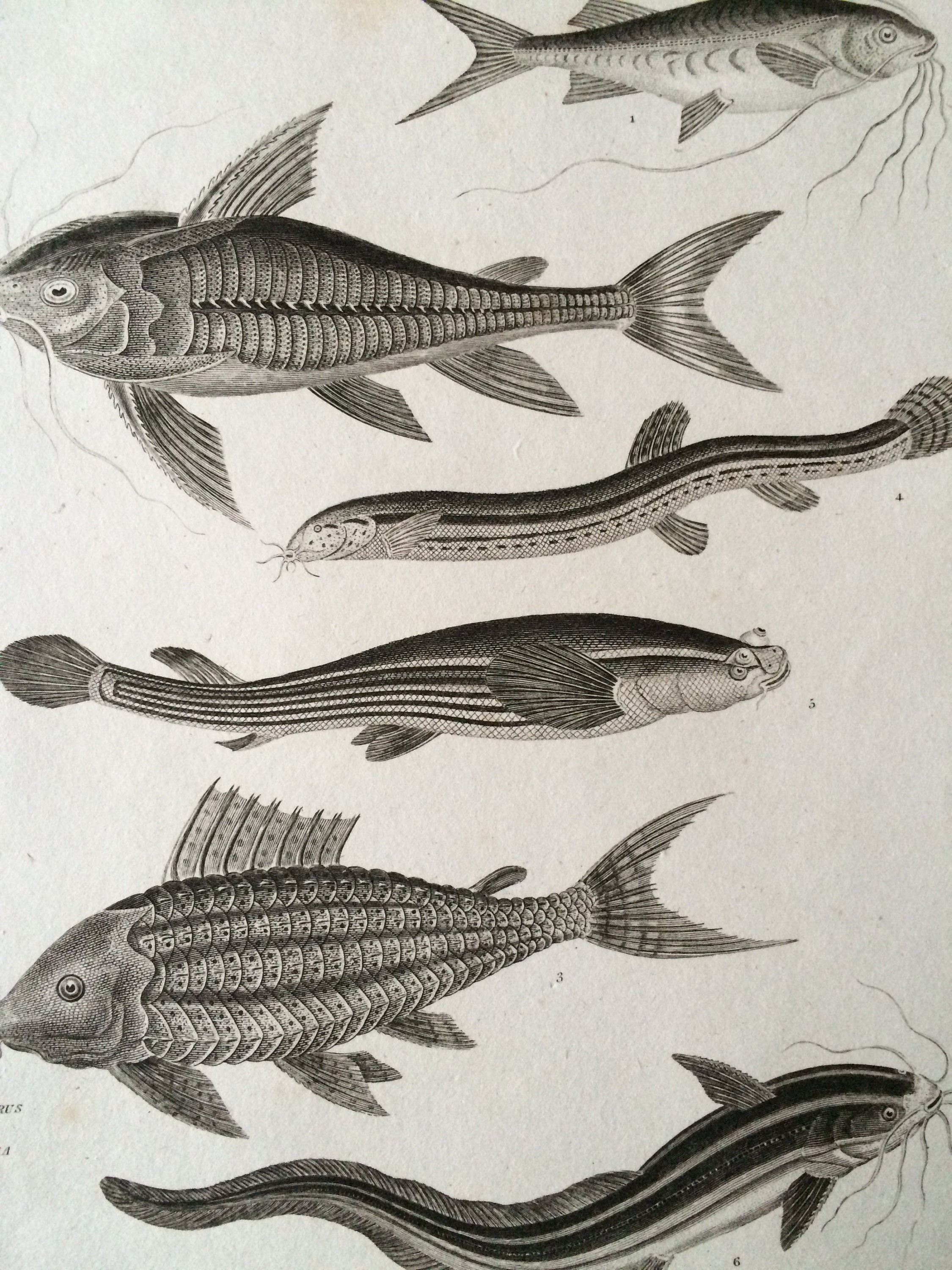 1819 Original Antique Engraving - Catfish - Fish - Ichthyology - Ocean ...