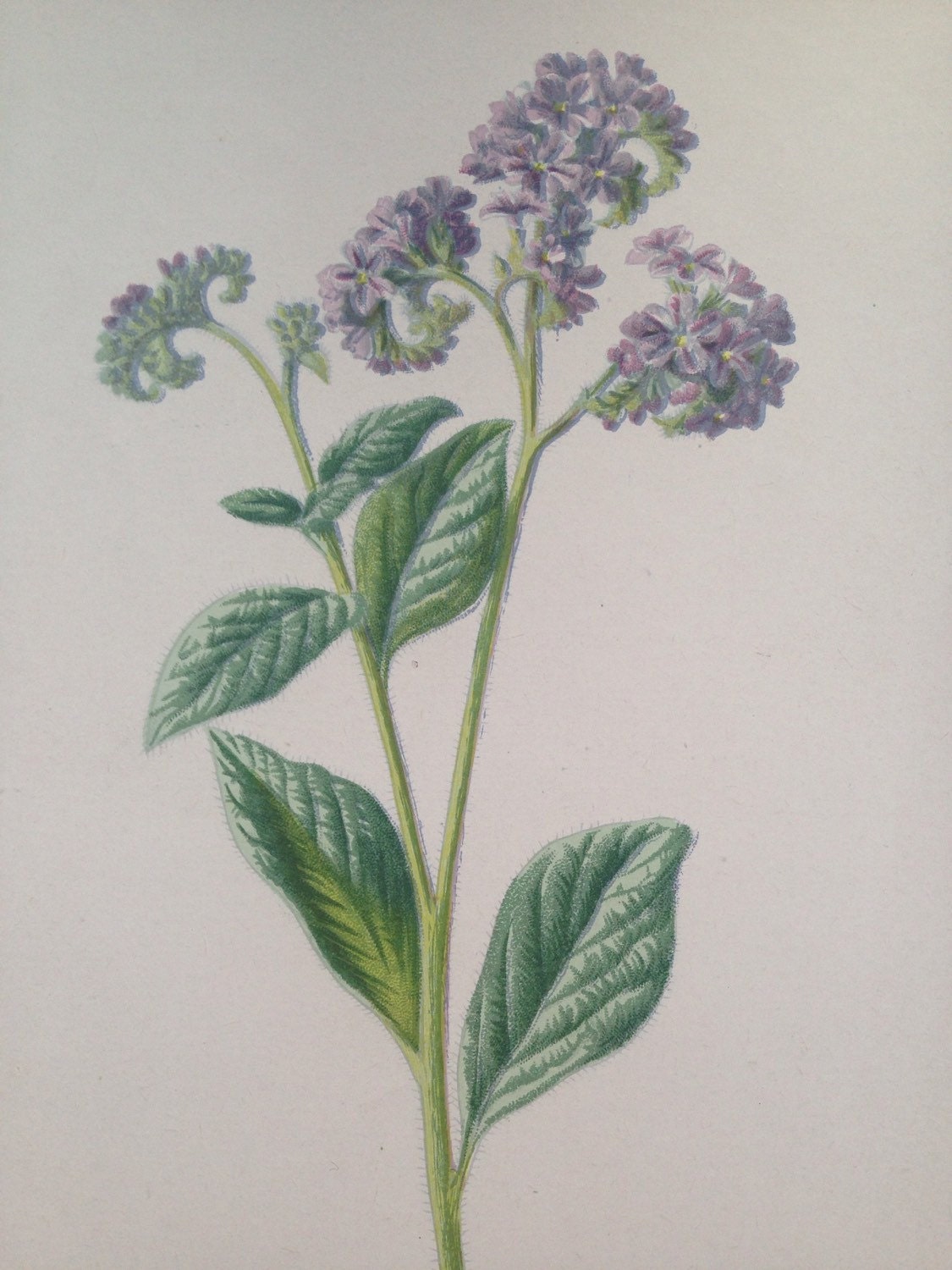 1879 HELIOTROPE Original Antique Botanical Lithograph - Botany - Flower ...