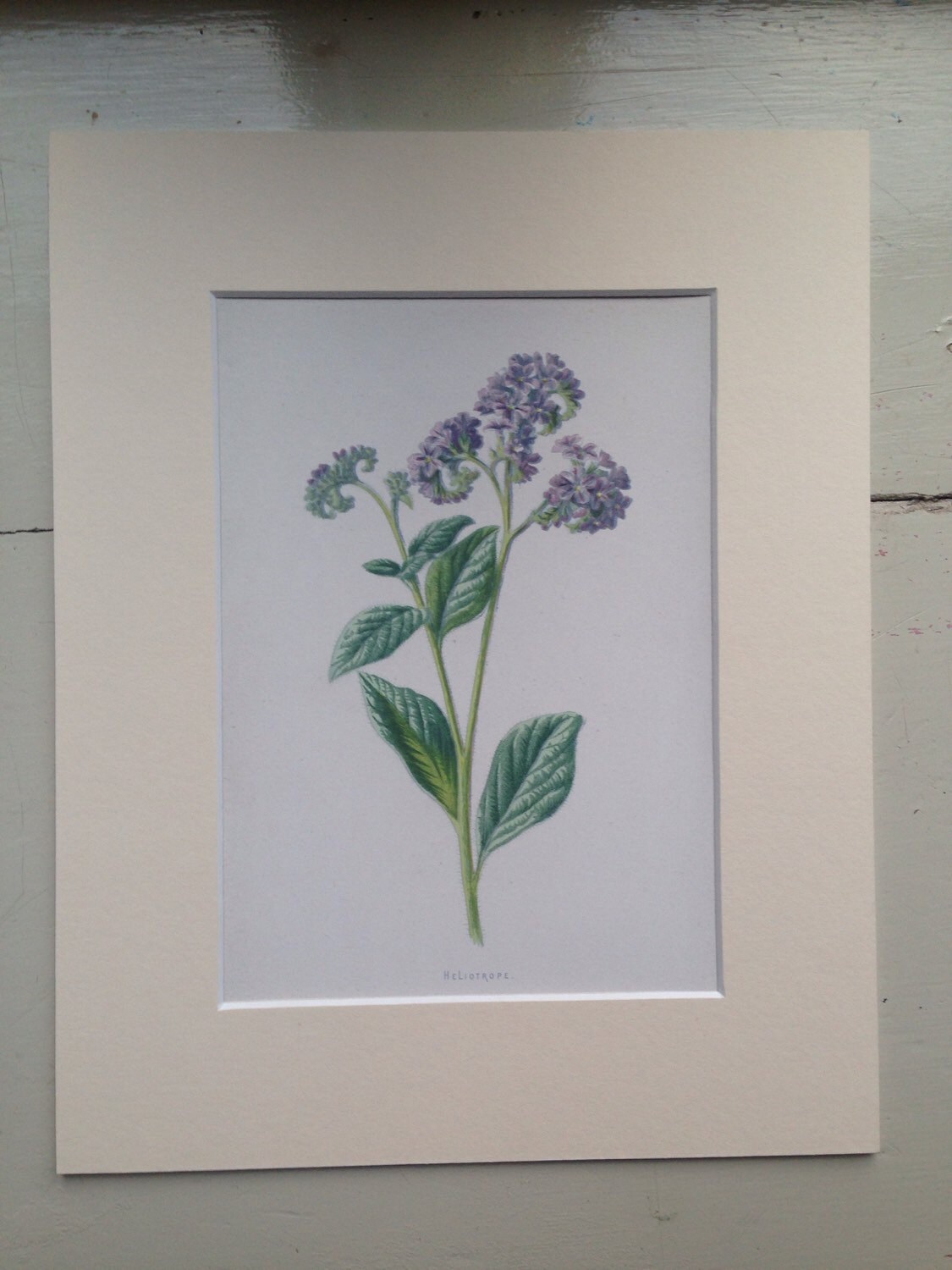 1879 HELIOTROPE Original Antique Botanical Lithograph - Botany - Flower ...