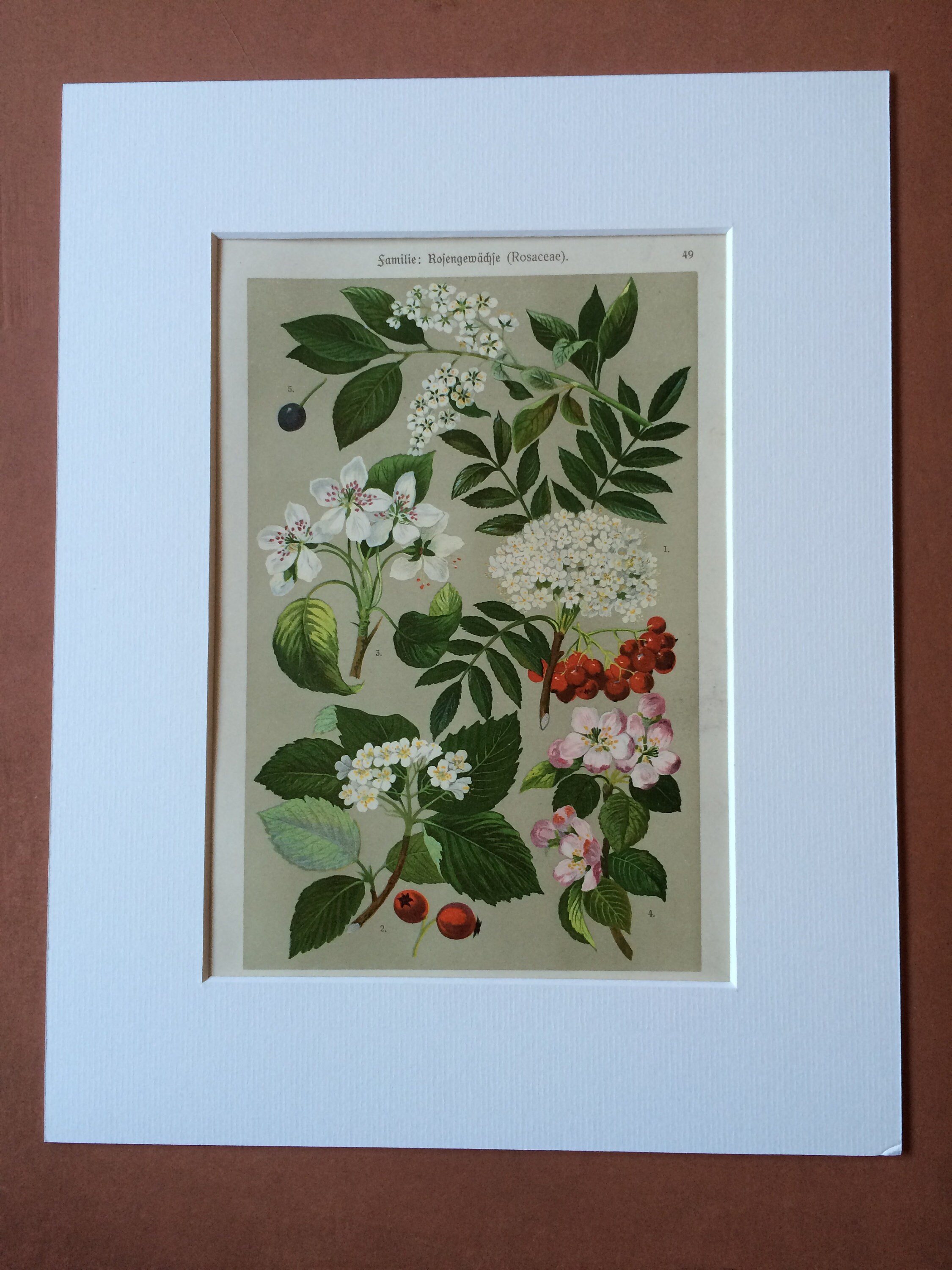 1911 Original Antique Botanical Lithograph - Mounted and Matted - Fruit ...