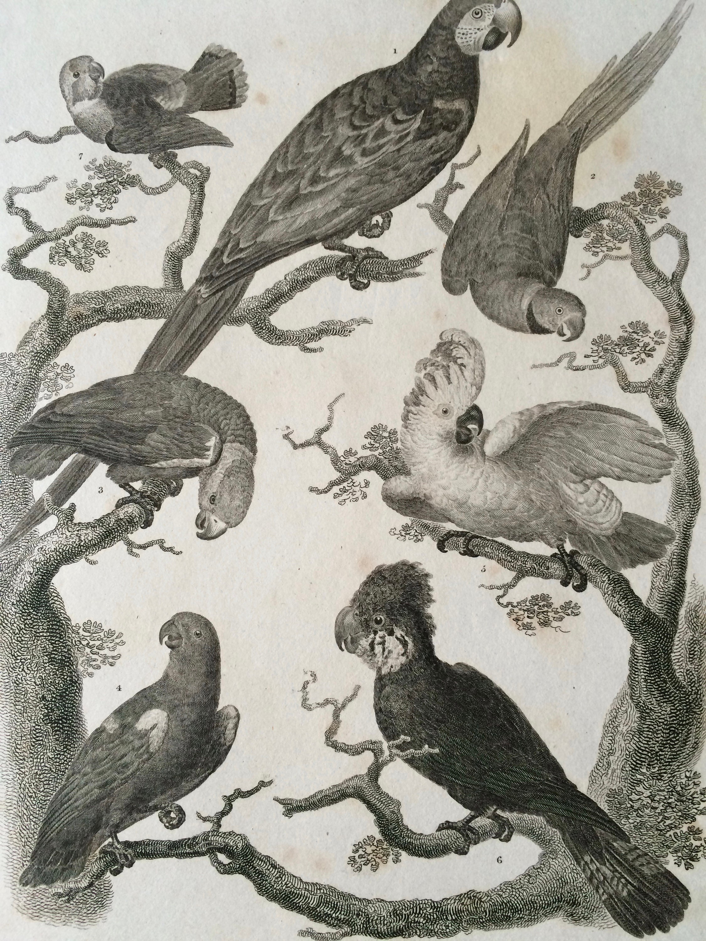 1819 Parrot Species Original Antique Engraving - Ornithology - Bird Art ...