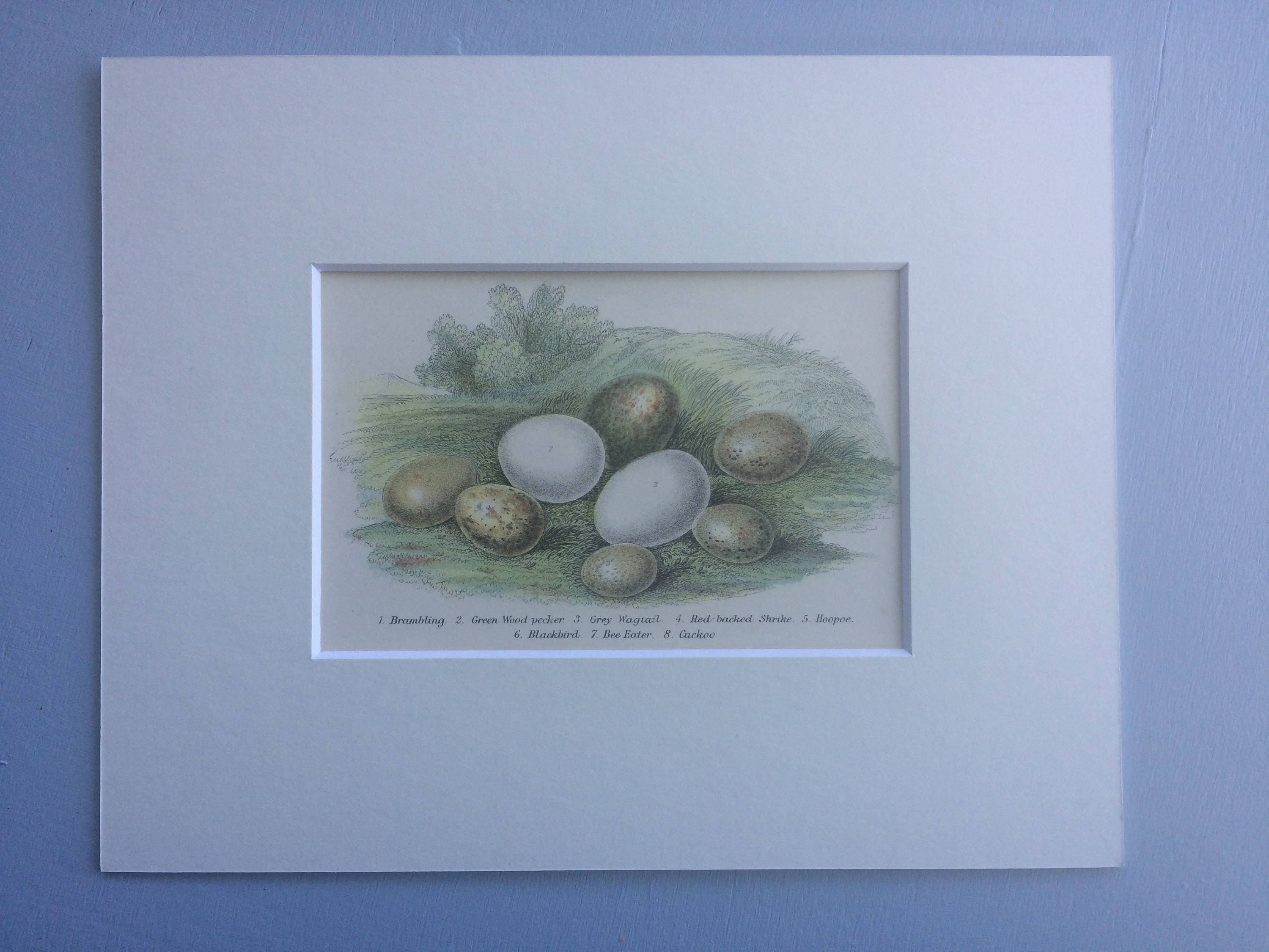 1896 Bird Eggs Original Antique Chromolithograph - Bird - Ornithology ...