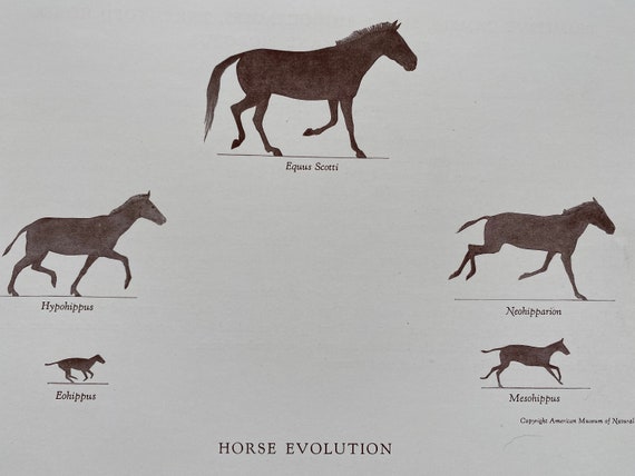 Prehistoric Horse Evolution