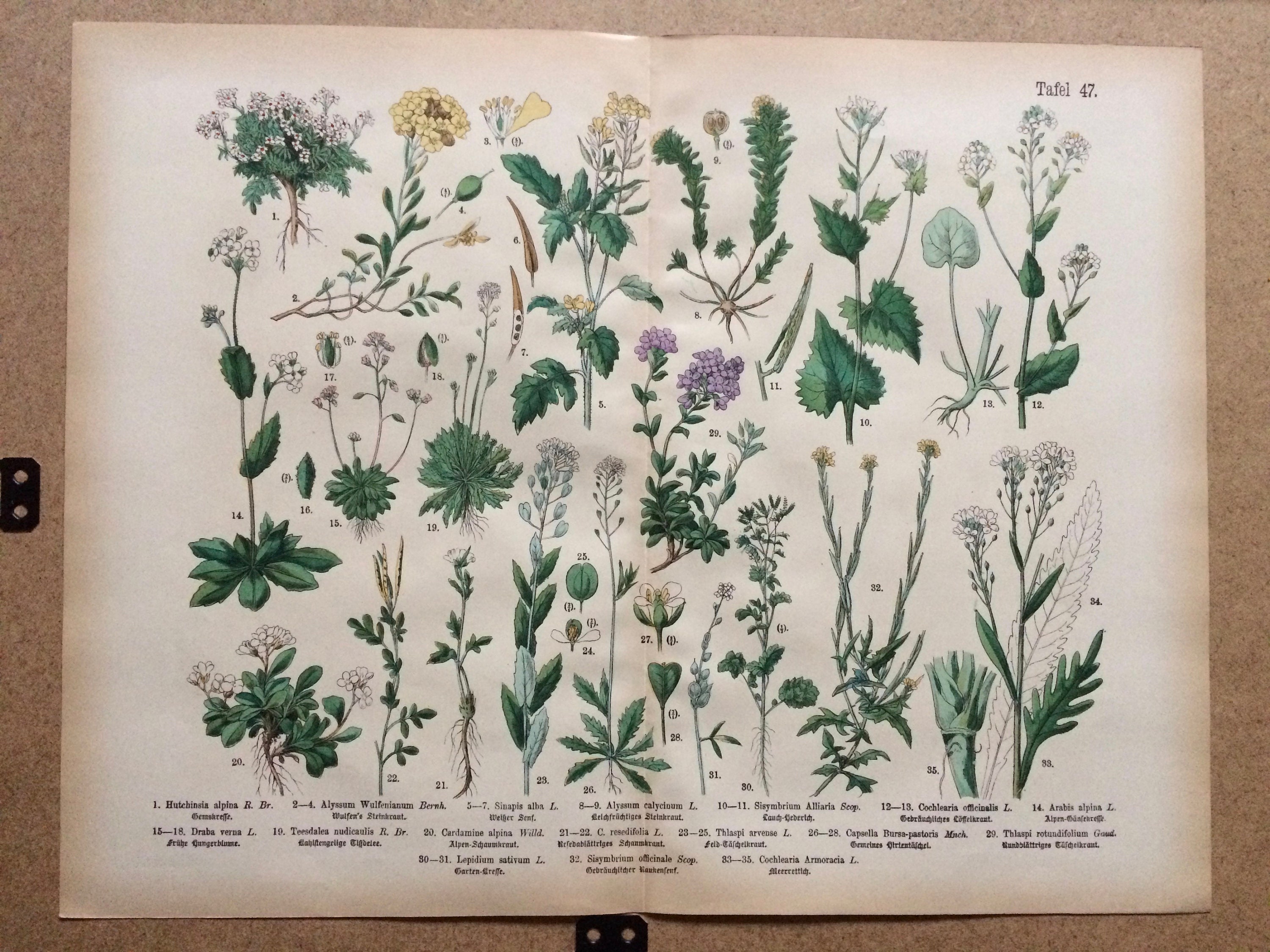 1890 Large Original Antique Botanical Lithograph - Botanical Print ...