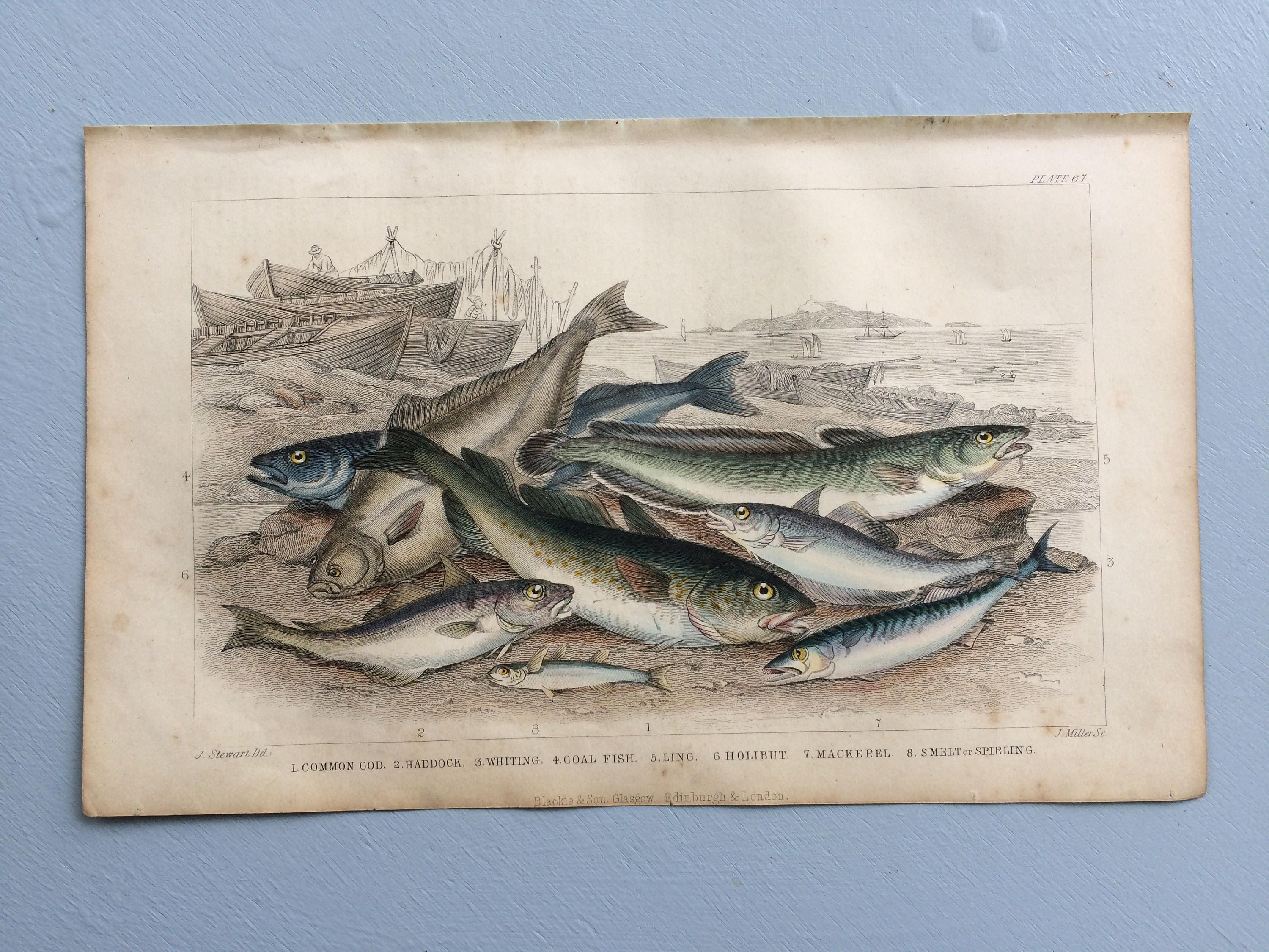 1852 Original Antique Hand-Coloured Fish Illustration - Common Cod ...