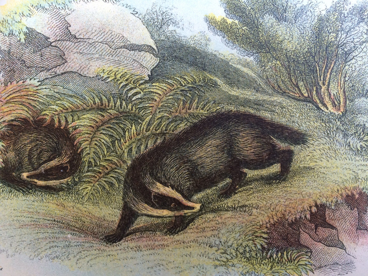 1896 Badger Original Antique Matted Chromolithograph - Mammal - Zoology ...