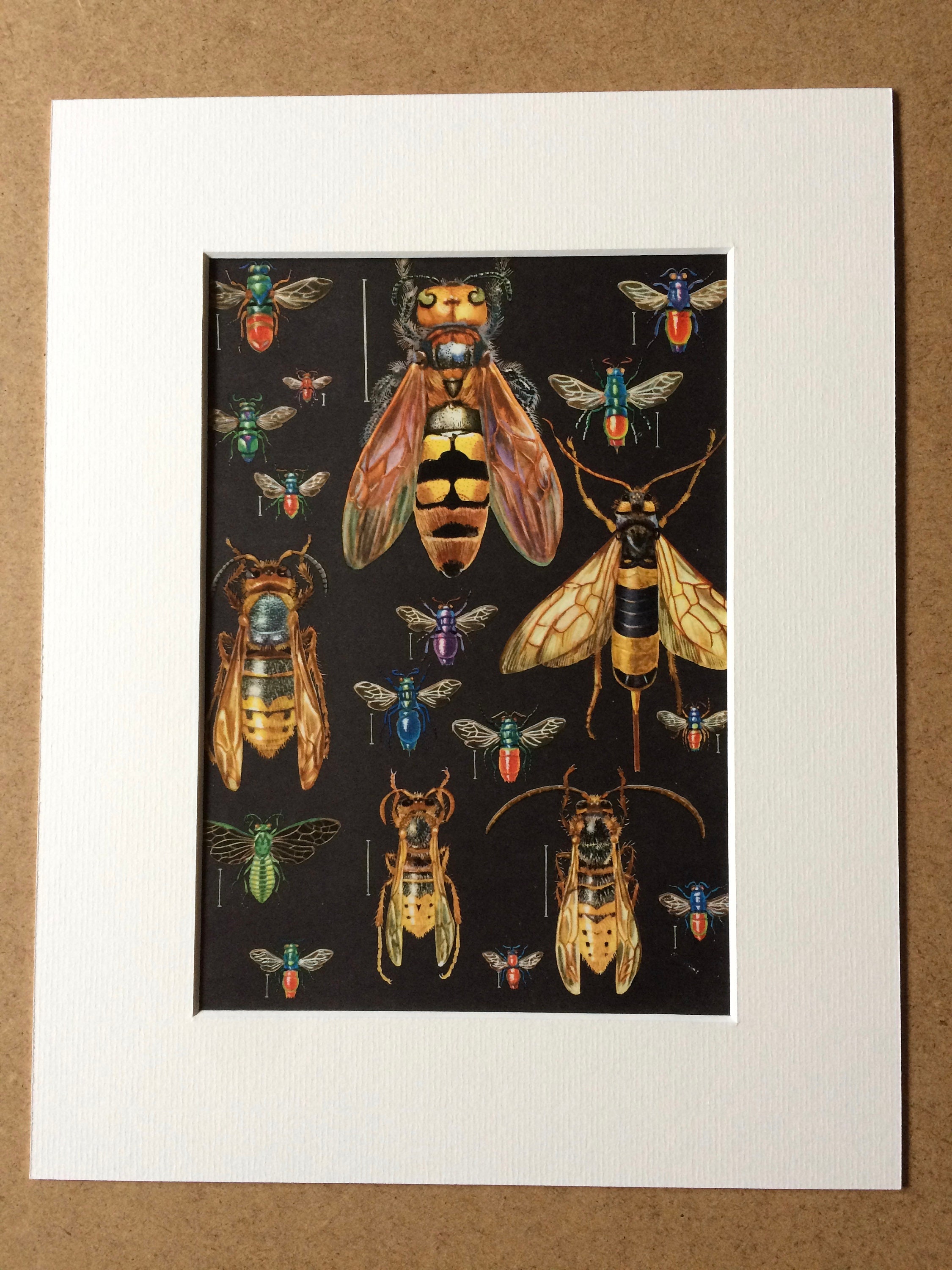 1968 Colourful Vintage Insect Print - Entomology - bee - wasp - Fly ...