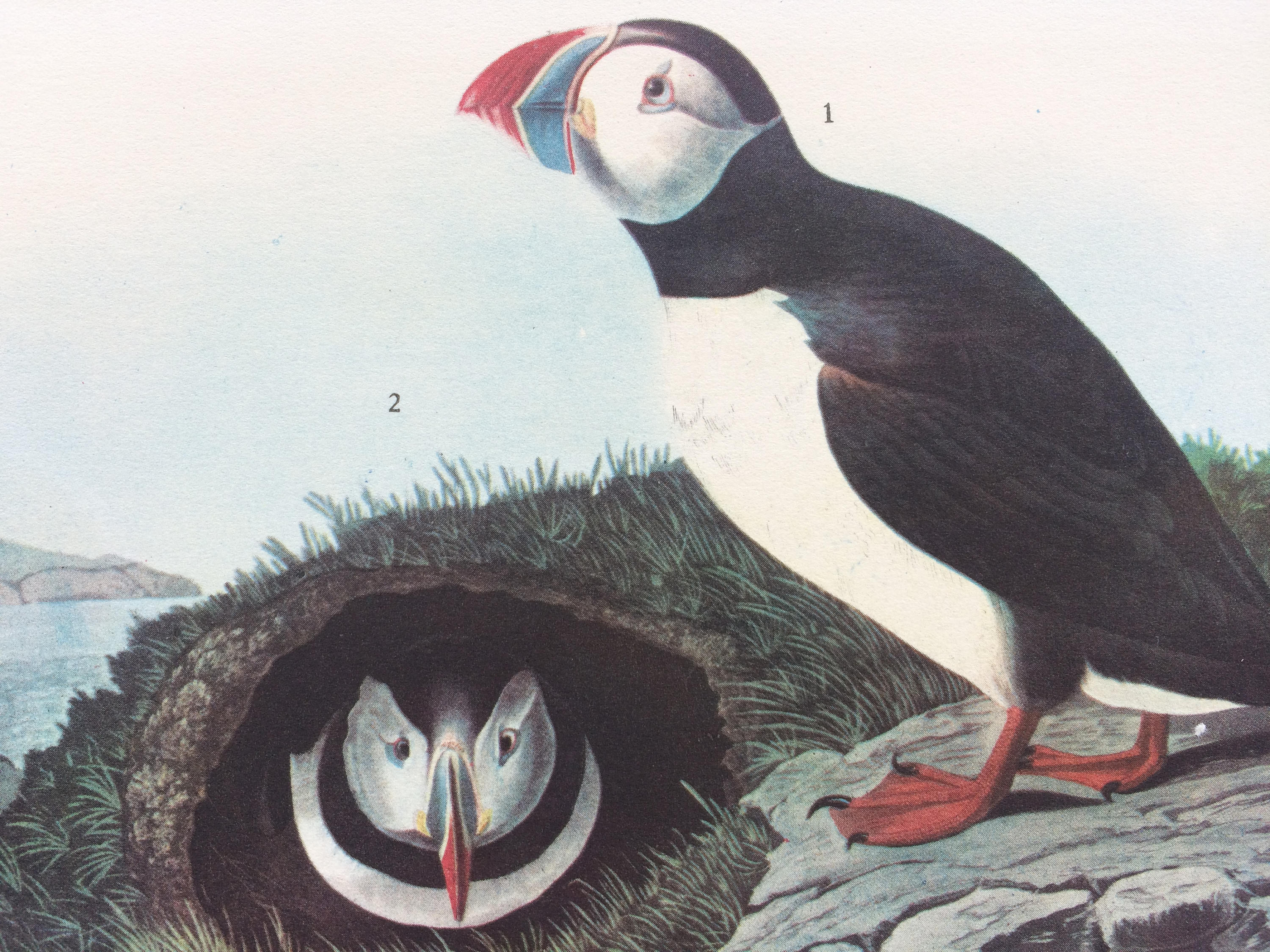 1937 Atlantic Puffin Original Vintage Audubon Print, Matted and Ready ...