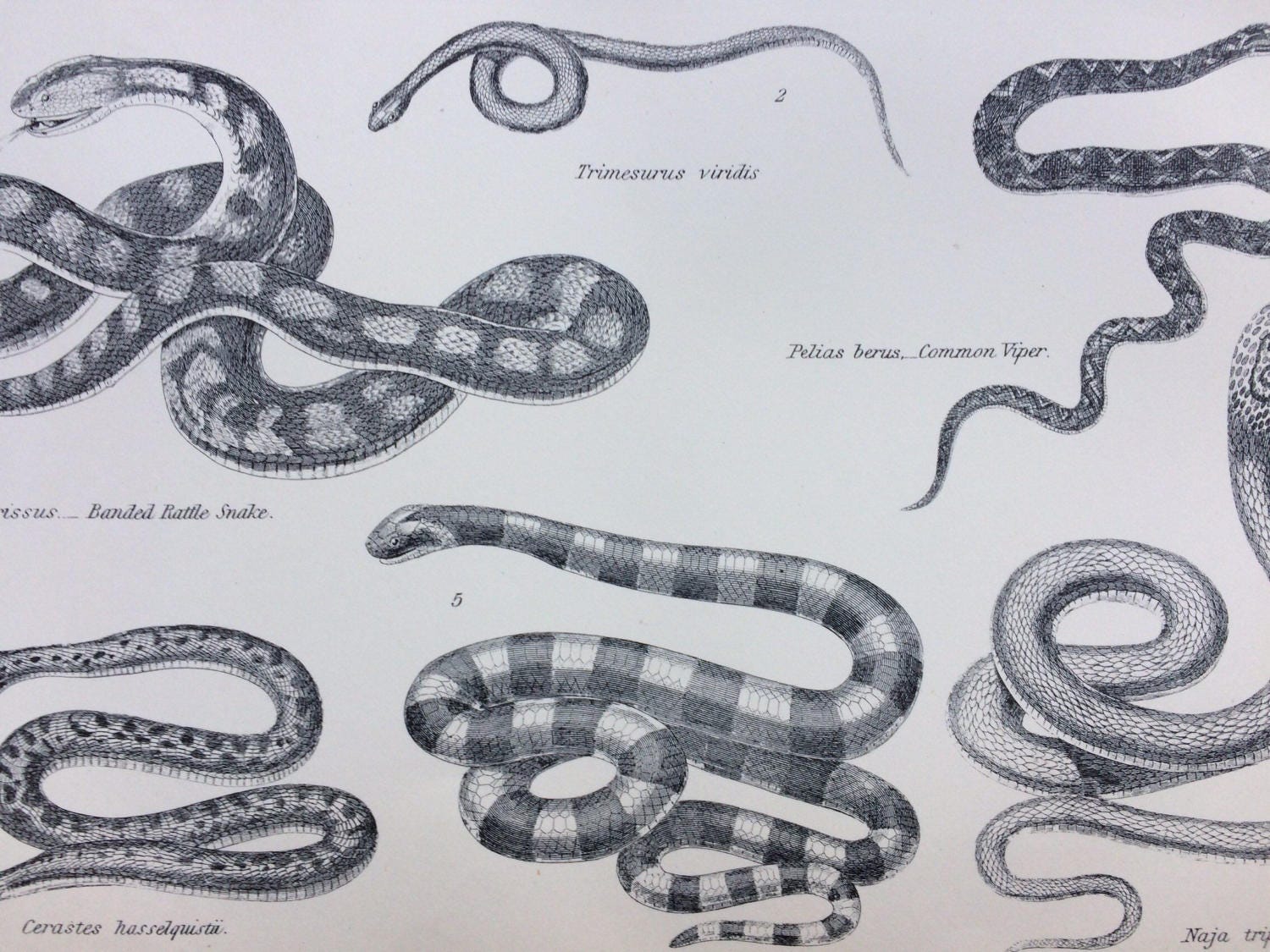 1880 SERPENTS, SNAKES Original Antique print - Encyclopaedia ...