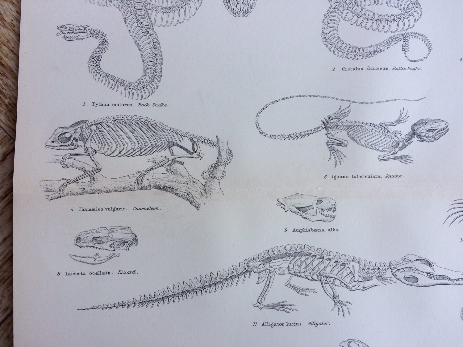 1891 REPTILE SKELETONS Original Antique Steel Engraving Print - 9 x 12 ...