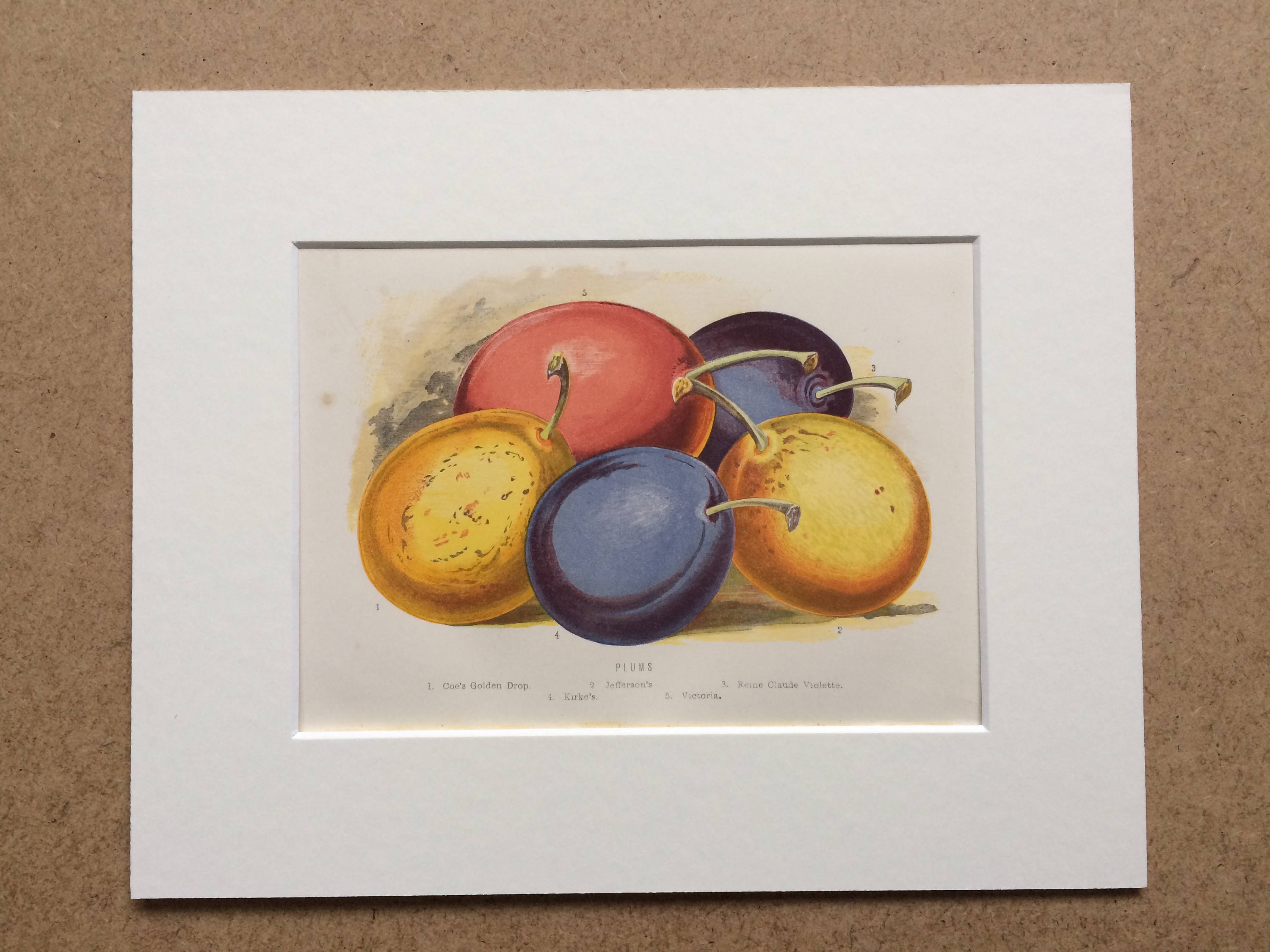 1877 Original Antique Hand-Coloured Engraving - Plums - Matted and ...