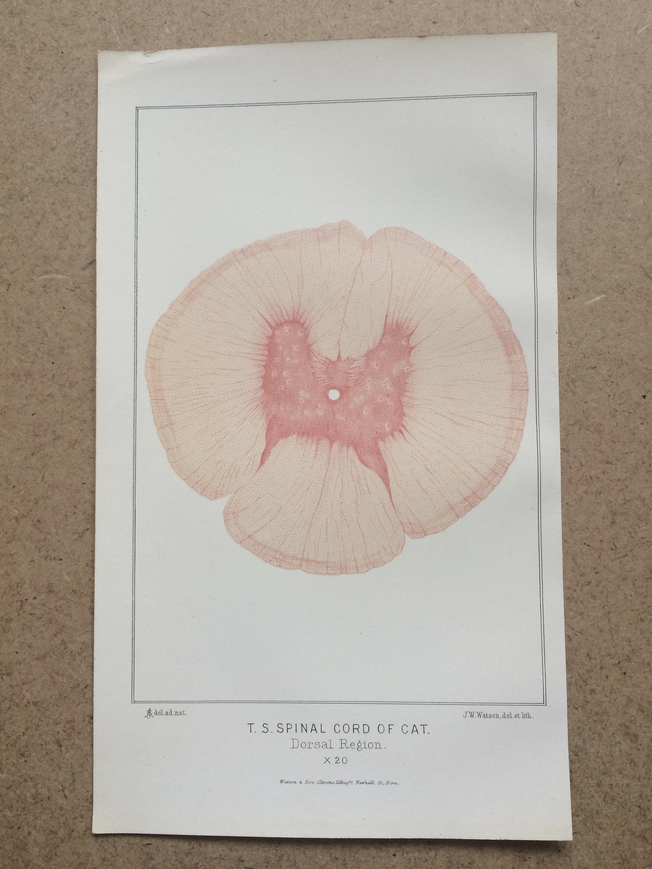 1906 Original Antique Lithograph - Spinal Cord of Cat - Anatomy ...