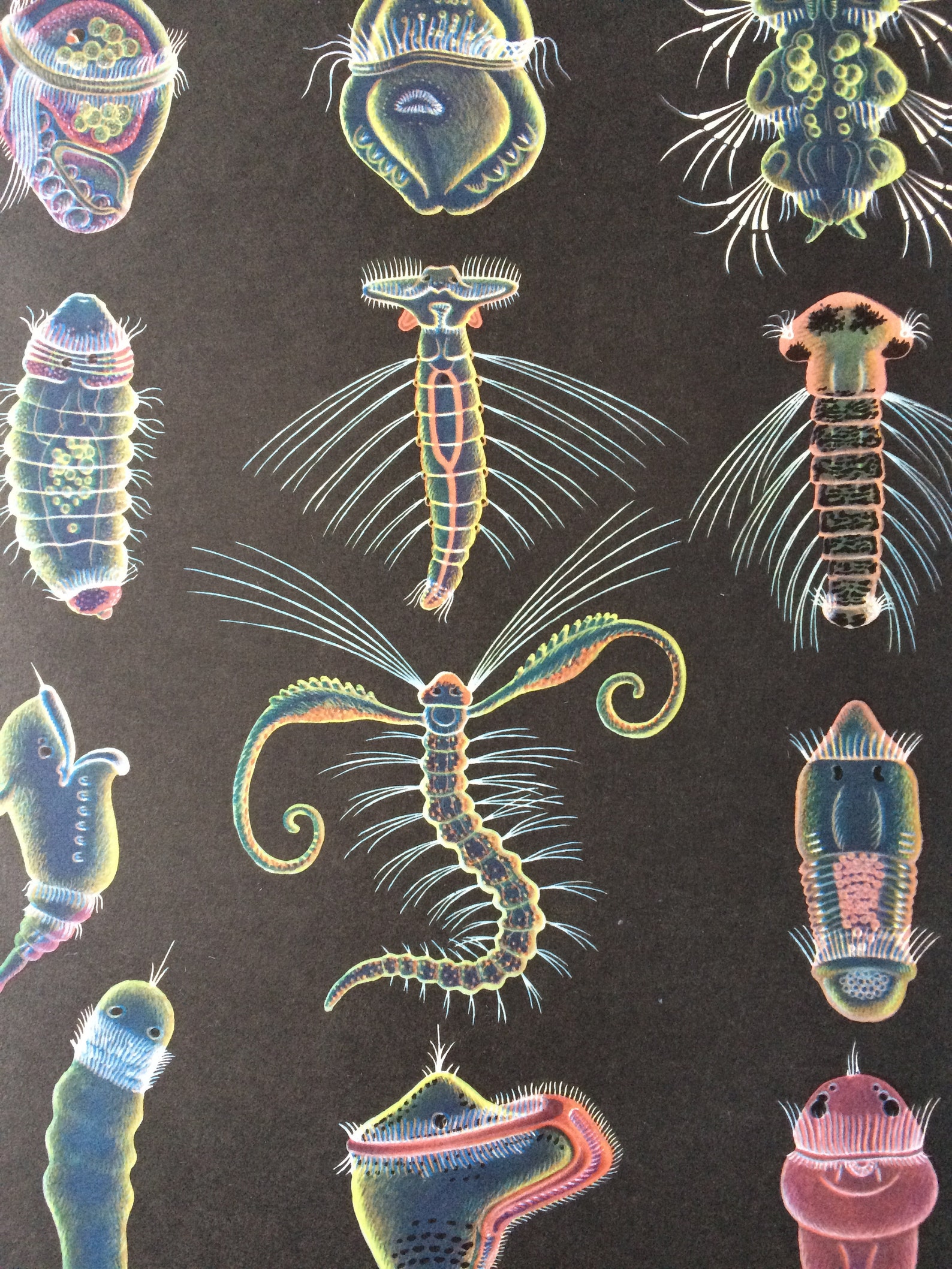1968 Vintage Marine Species Print - Available Framed - 14 X 11 Inches ...