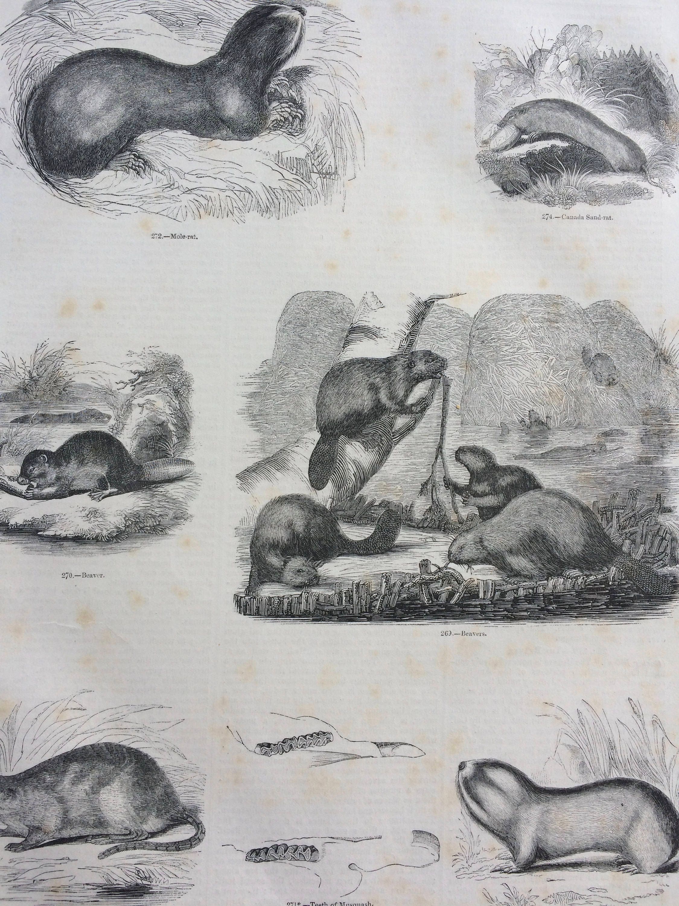 Mole-Rat Muskrat Canada Sand-Rat Teeth 1856 Large Original Antique ...